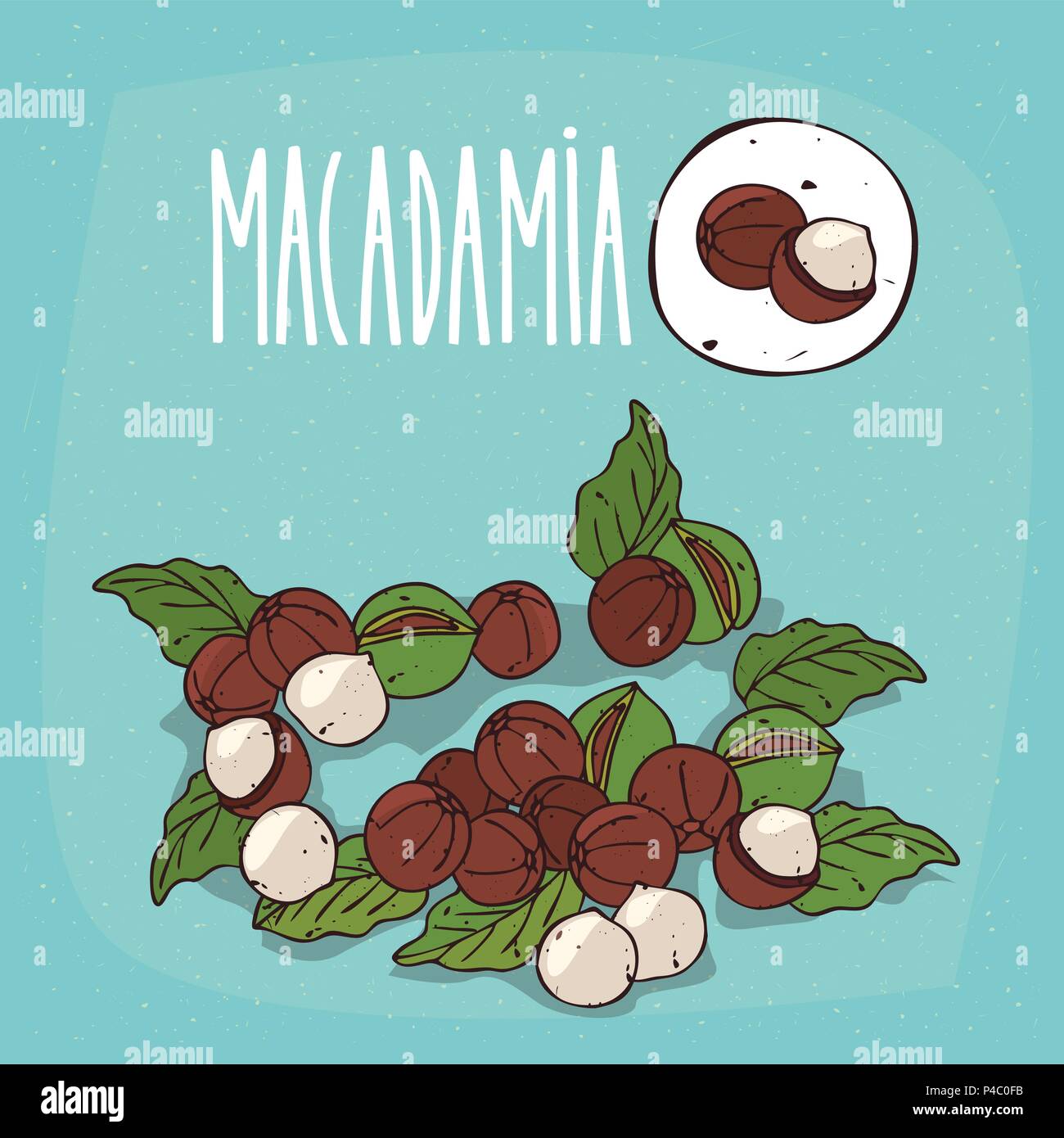 Macadamia vector vectors hi-res stock photography and images - Alamy