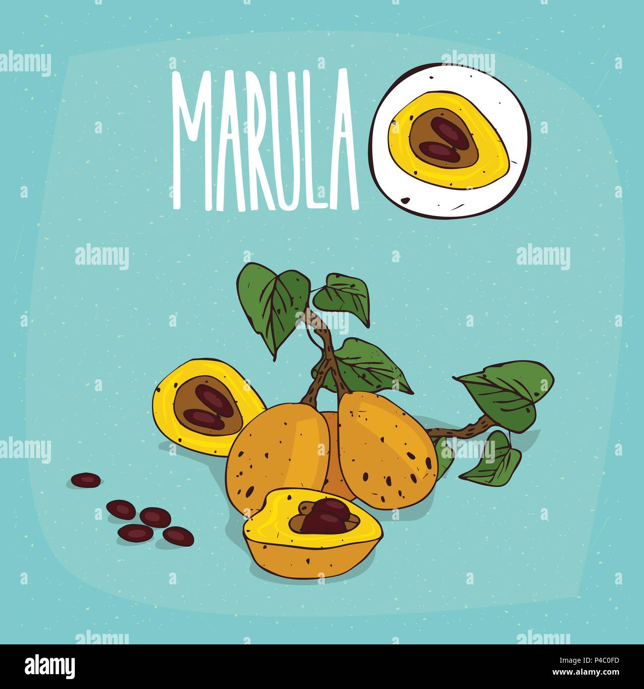 Set of isolated plant Marula fruits herb with leaves, seeds, Simple ...