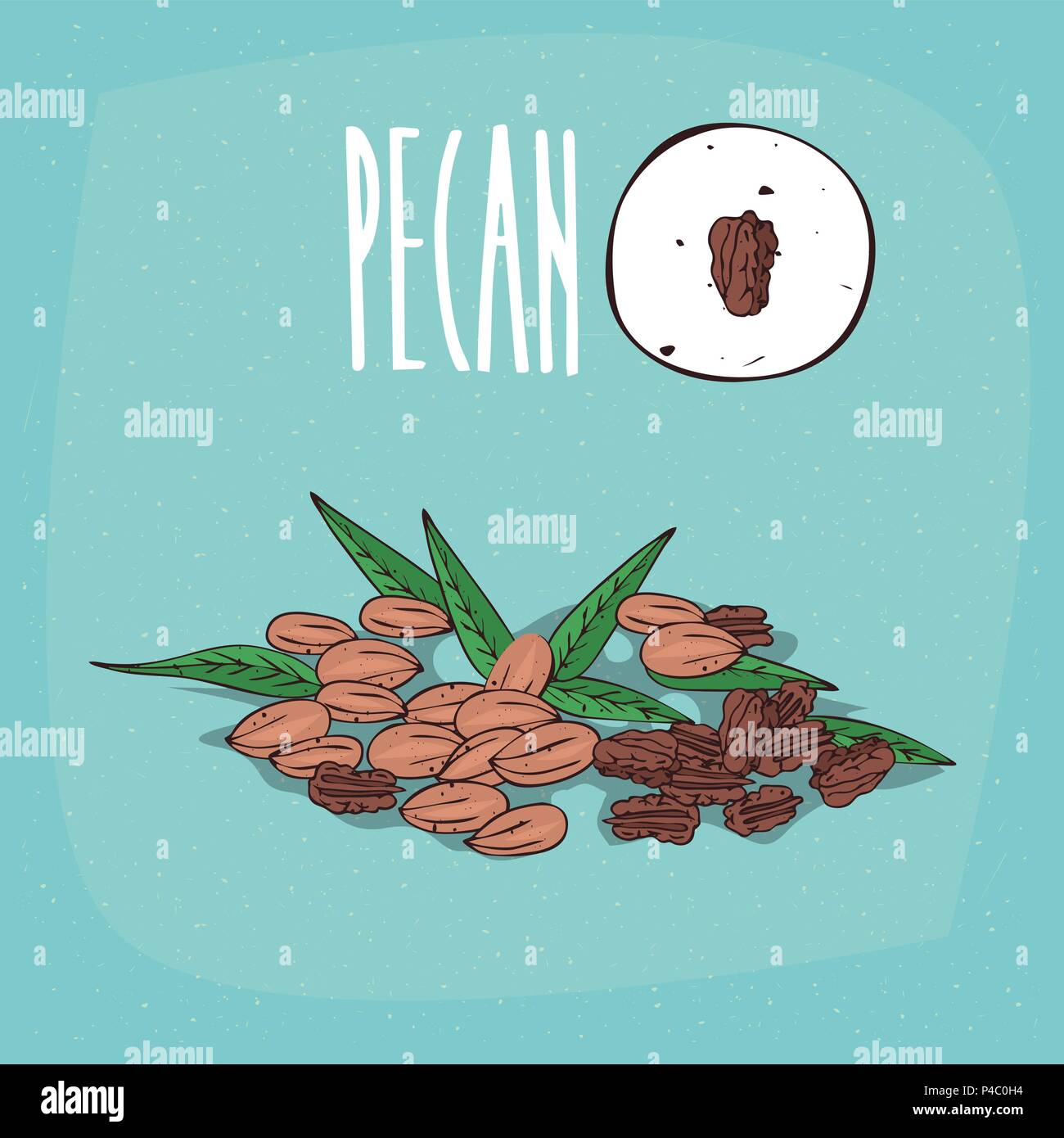 Set of isolated plant Pecan nuts herb with leaves, Simple round icon of ...