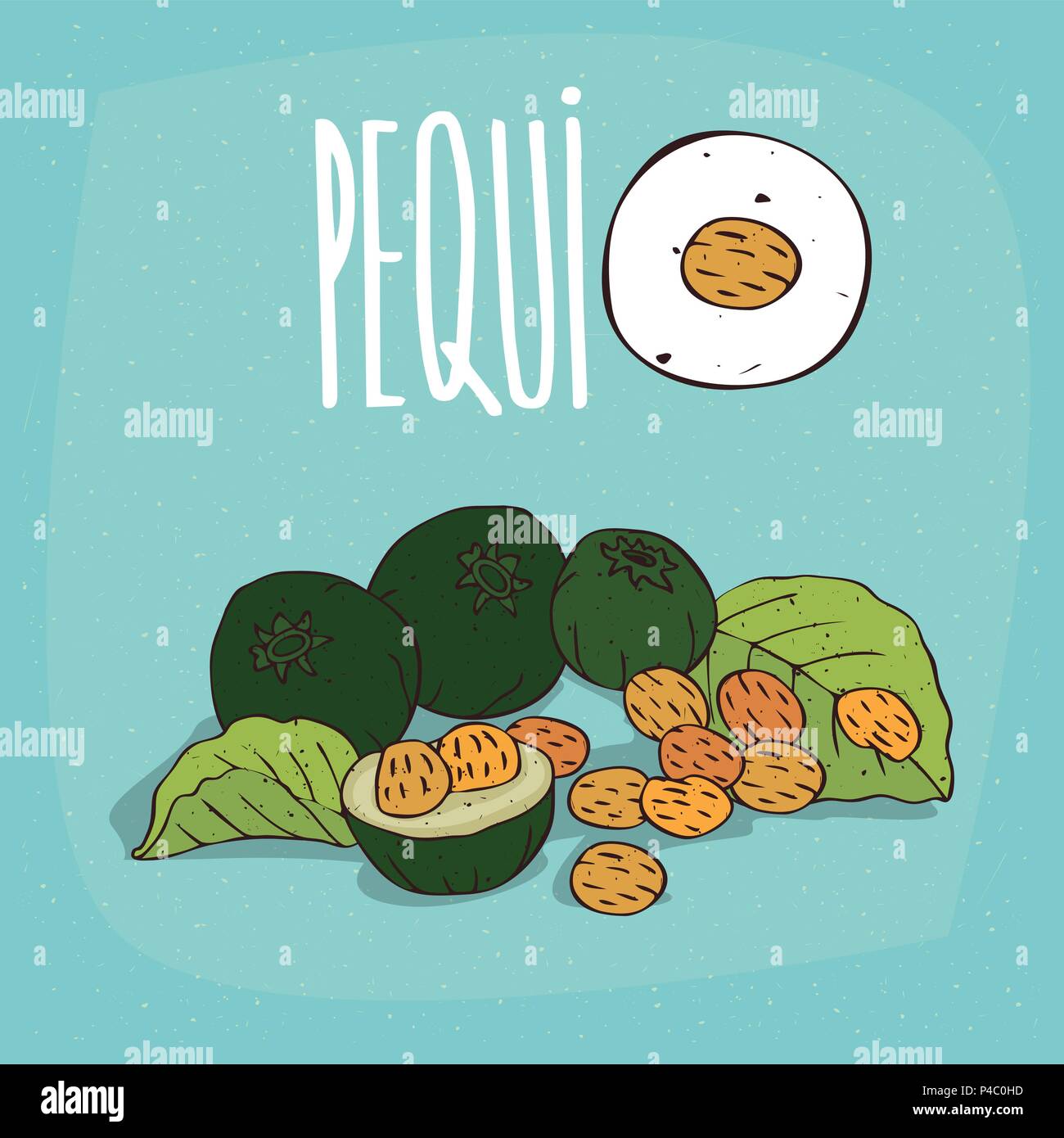 Set of isolated plant Pequi fruits herb with leaves, seeds, Simple ...
