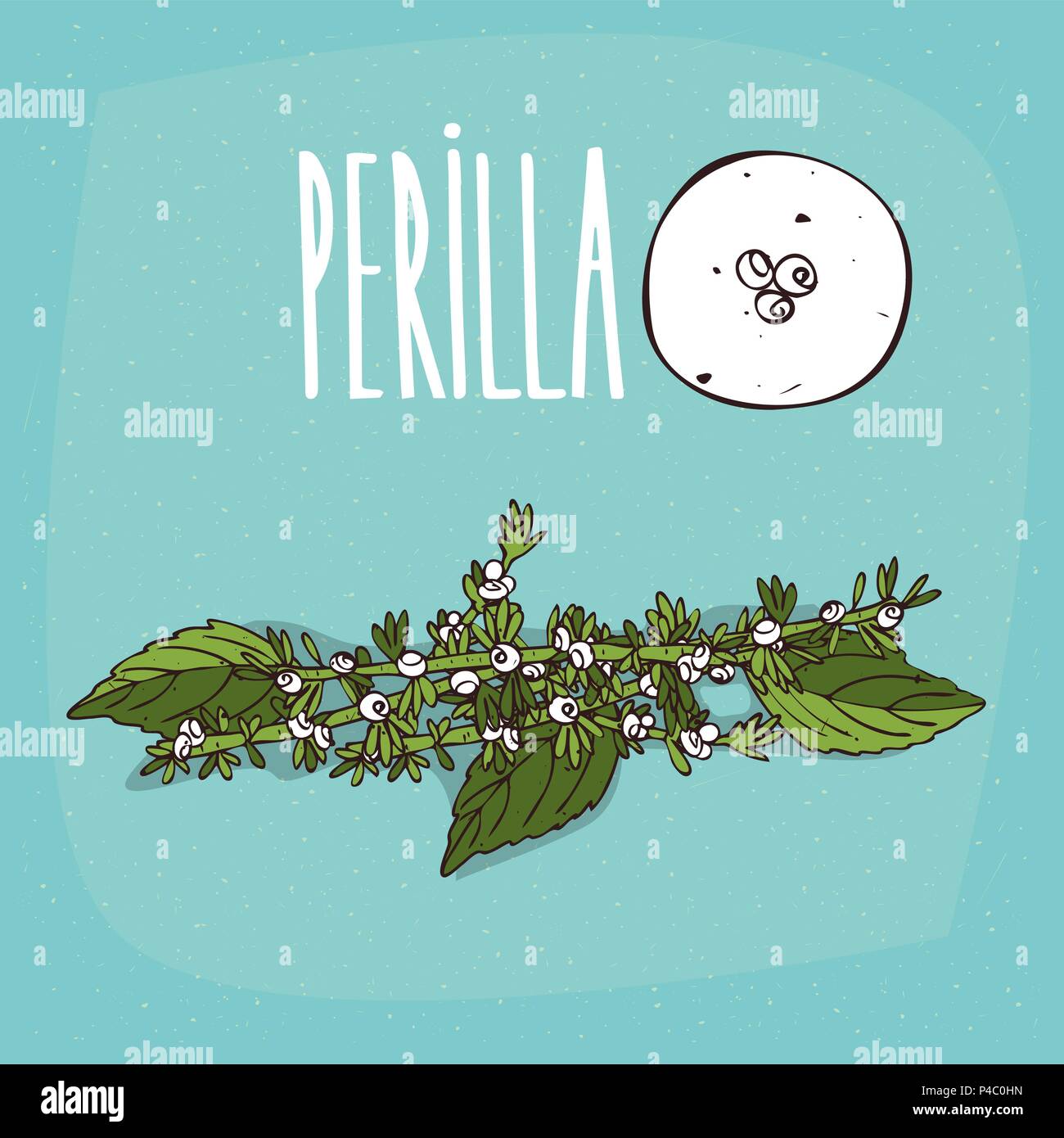 Set of isolated plant Perilla flowers herb with leaves, Simple round ...