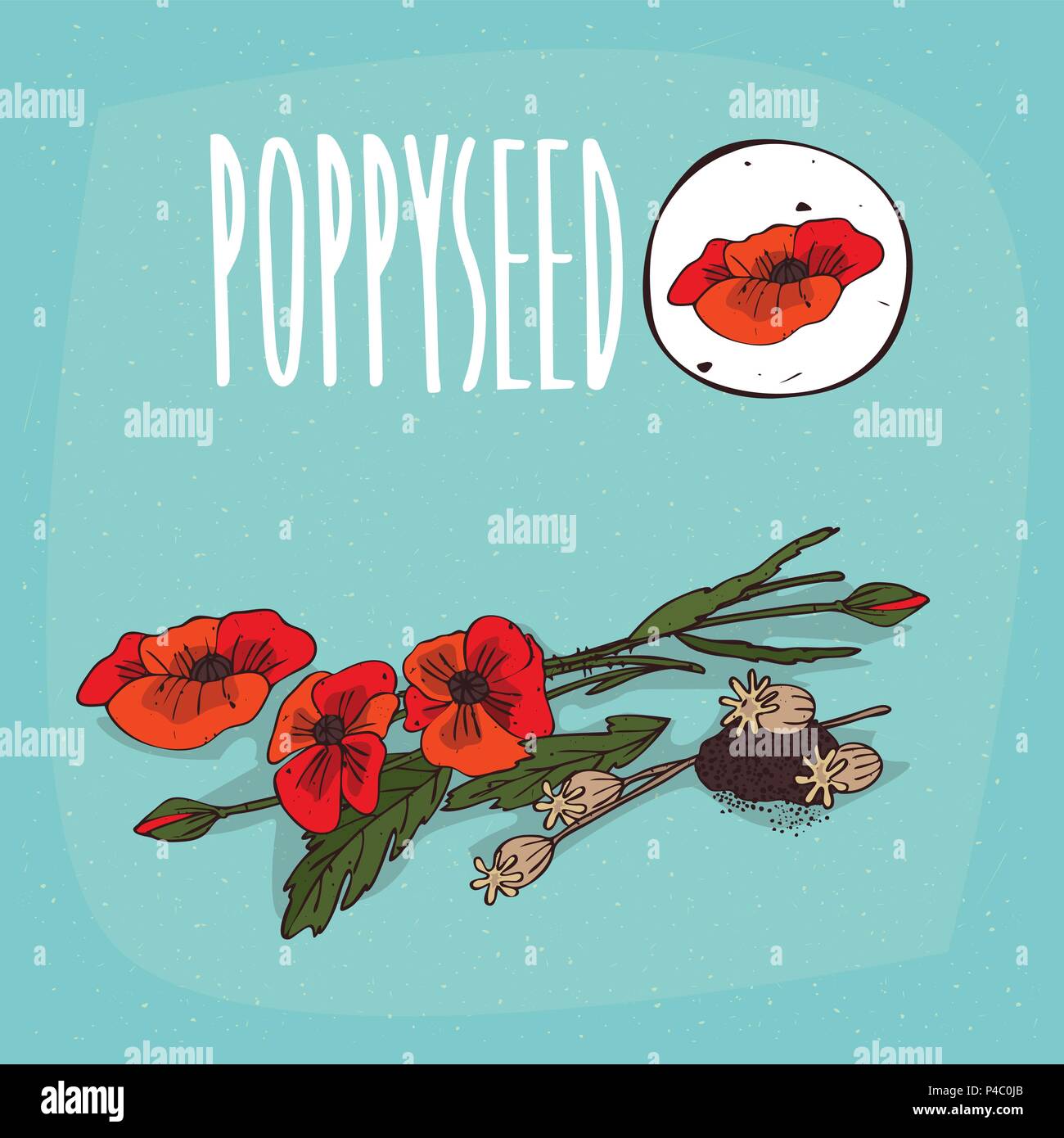 Set of isolated plant Poppyseed flowers herb with leaves, seeds, Simple ...