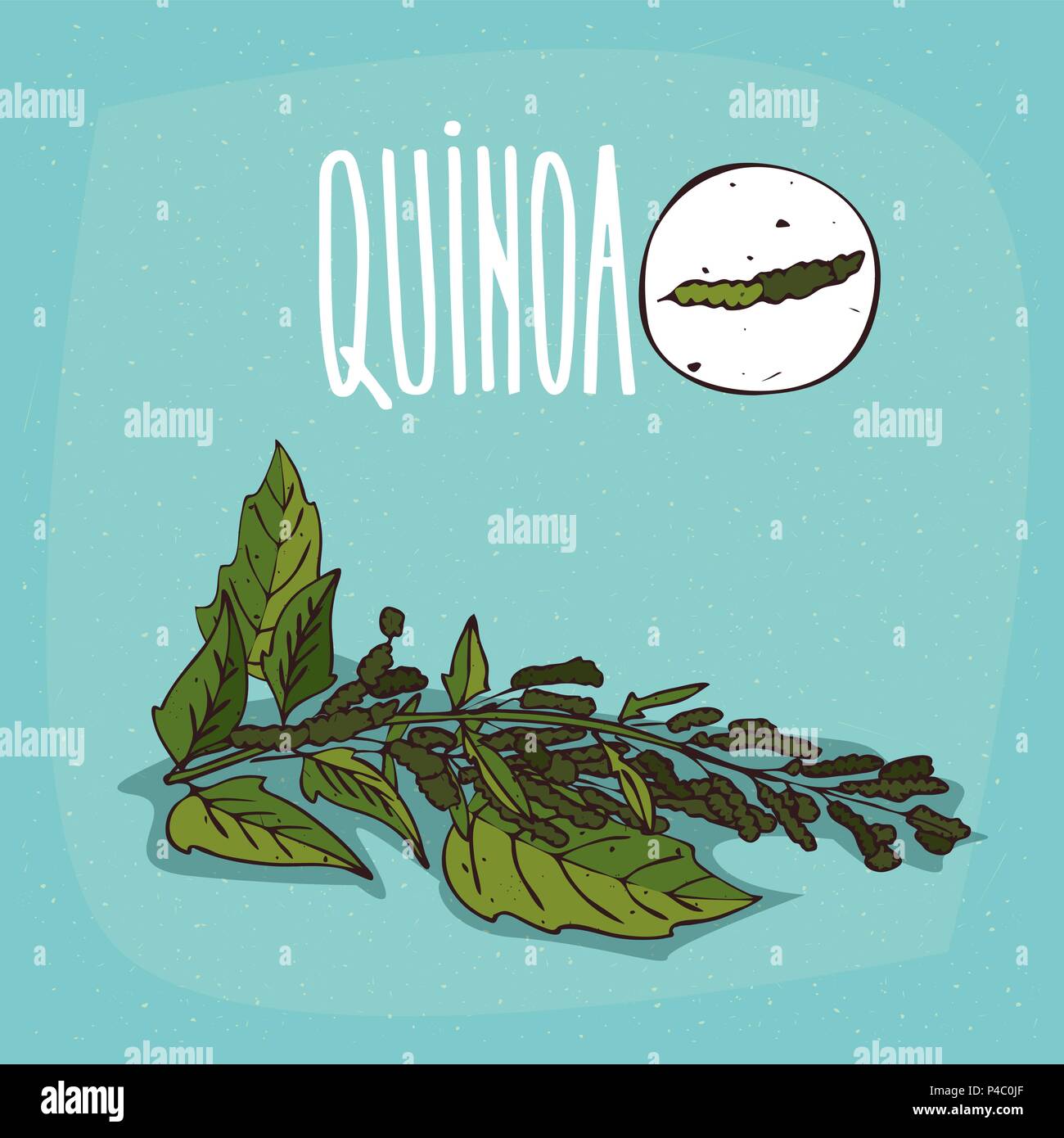 Set of isolated plant Quinoa leaves herb with seeds, Simple round icon ...