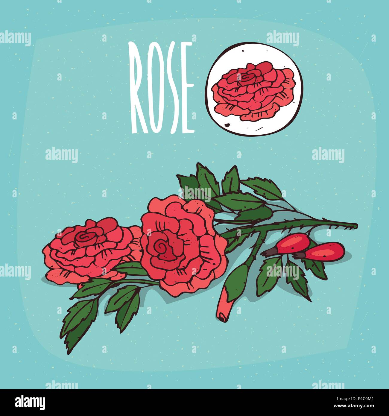 Set of isolated plant Rose flowers herb with leaves, Simple round icon ...