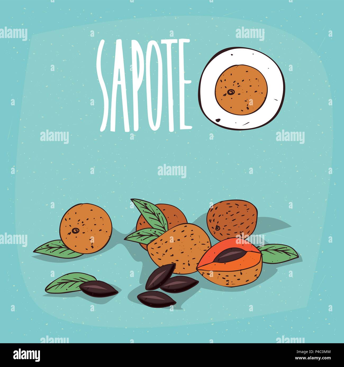 Set of isolated plant Sapote fruits herb with leaves, seeds, Simple ...