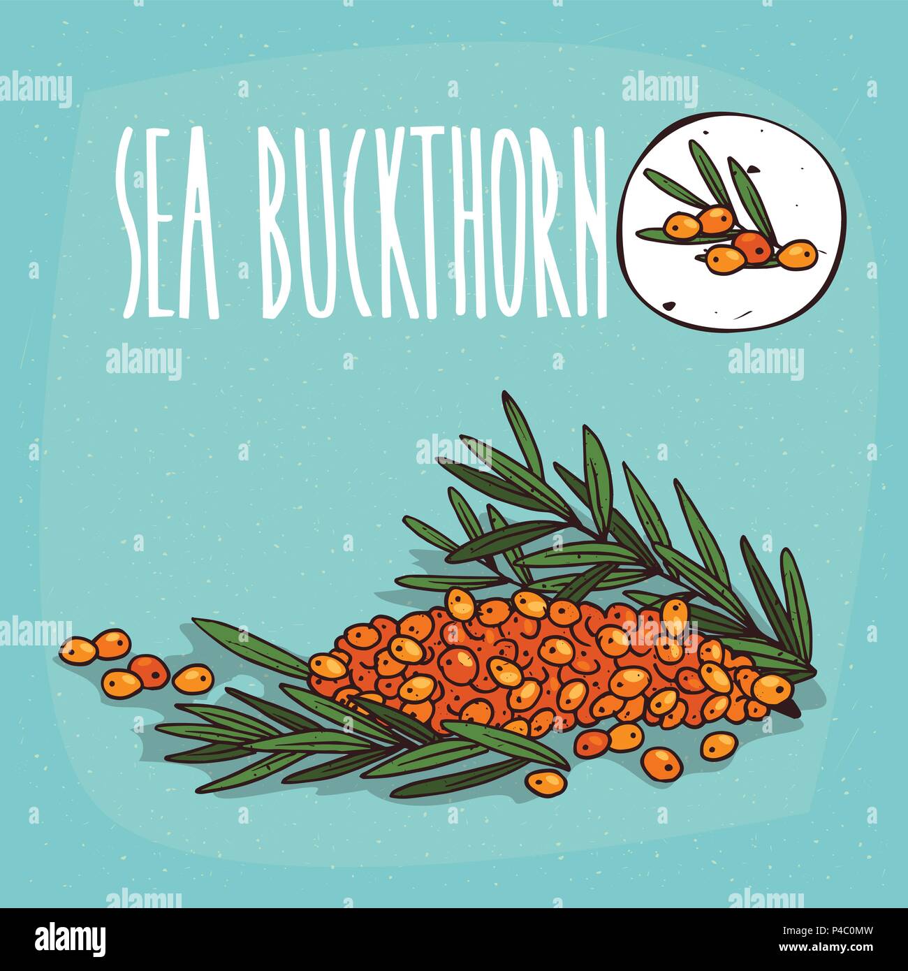 Sea buckthorn fruits nature Stock Vector Images - Alamy