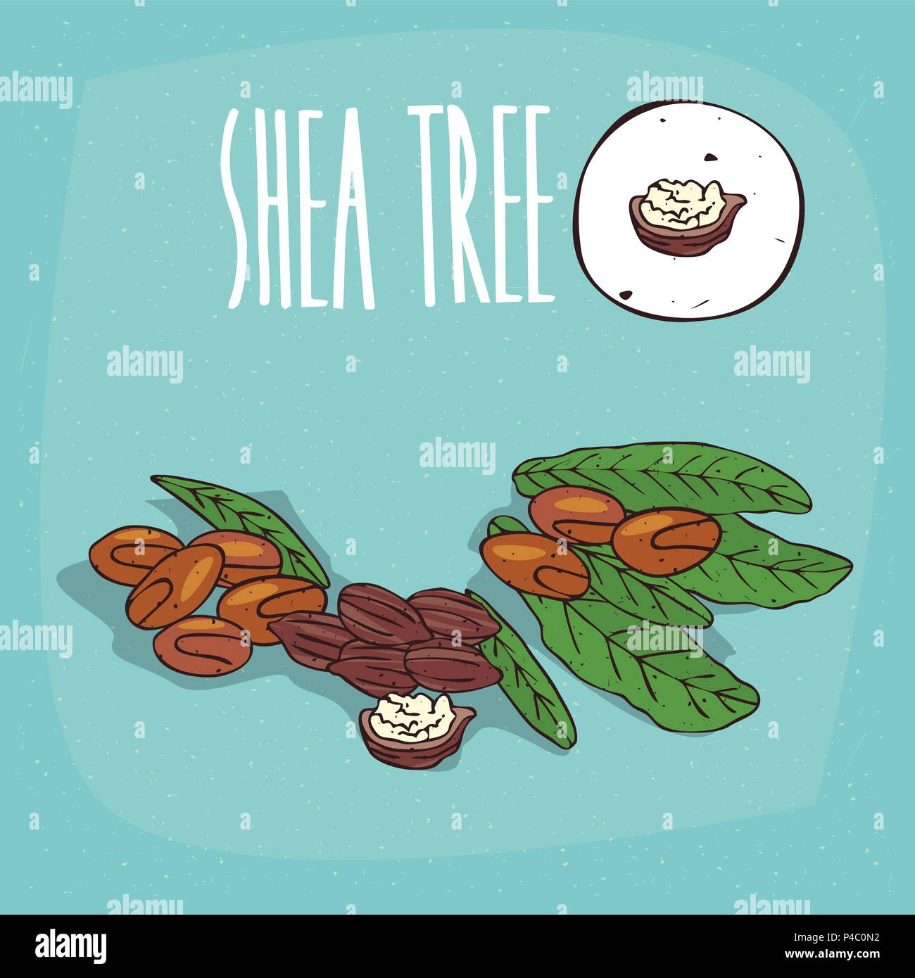 Set of isolated plant Shea tree nuts herb with leaves, Simple round ...