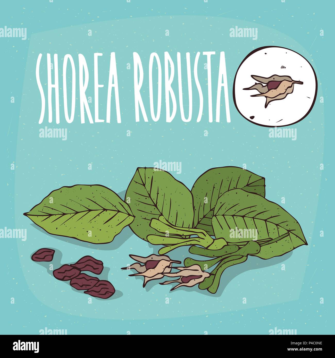 Set of isolated plant Shorea robusta fruits herb with leaves, seeds ...