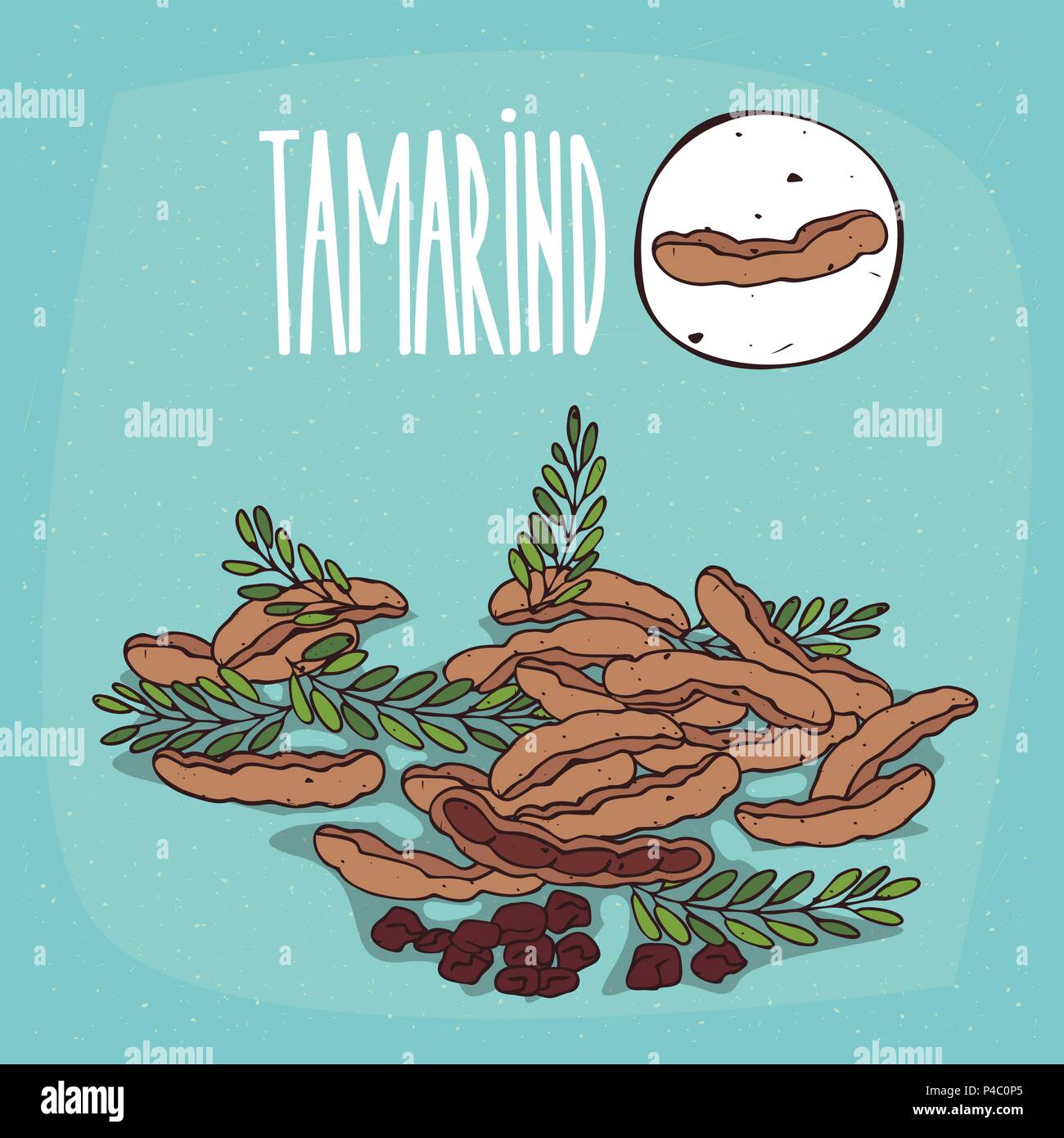 Set of isolated plant Tamarind fruits herb with leaves, seeds, Simple ...