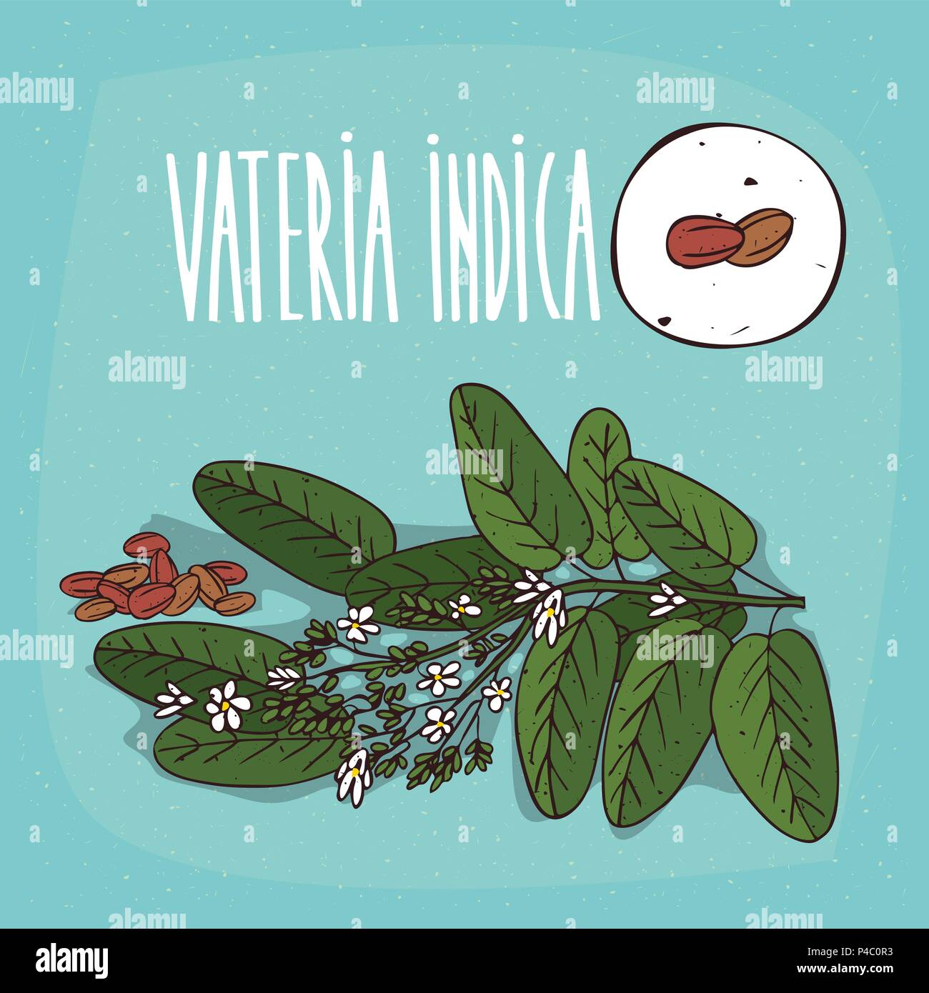 Vateria indica hi-res stock photography and images - Alamy