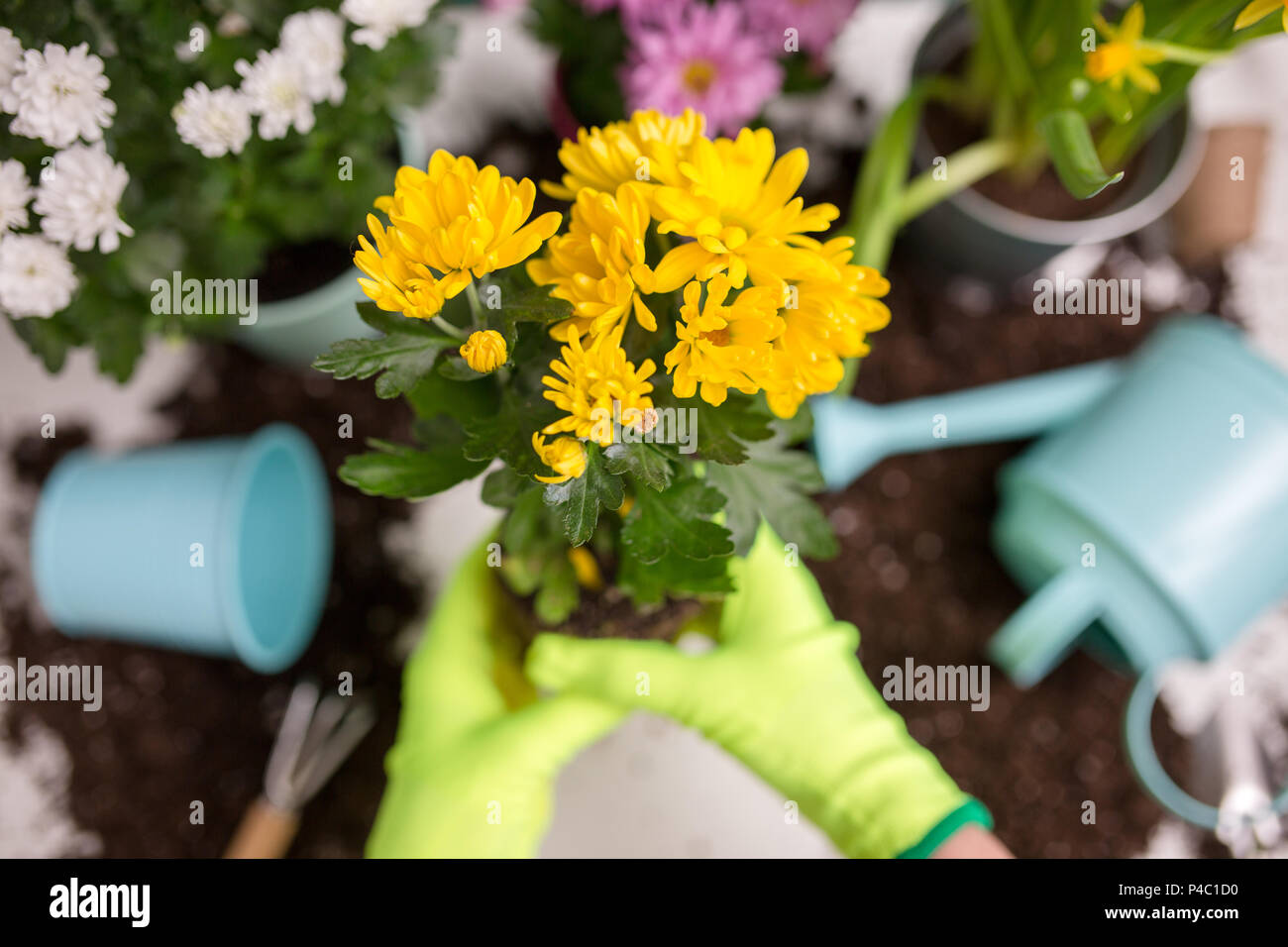 Picture on top of person's hands in gloves transplanting flower Stock ...
