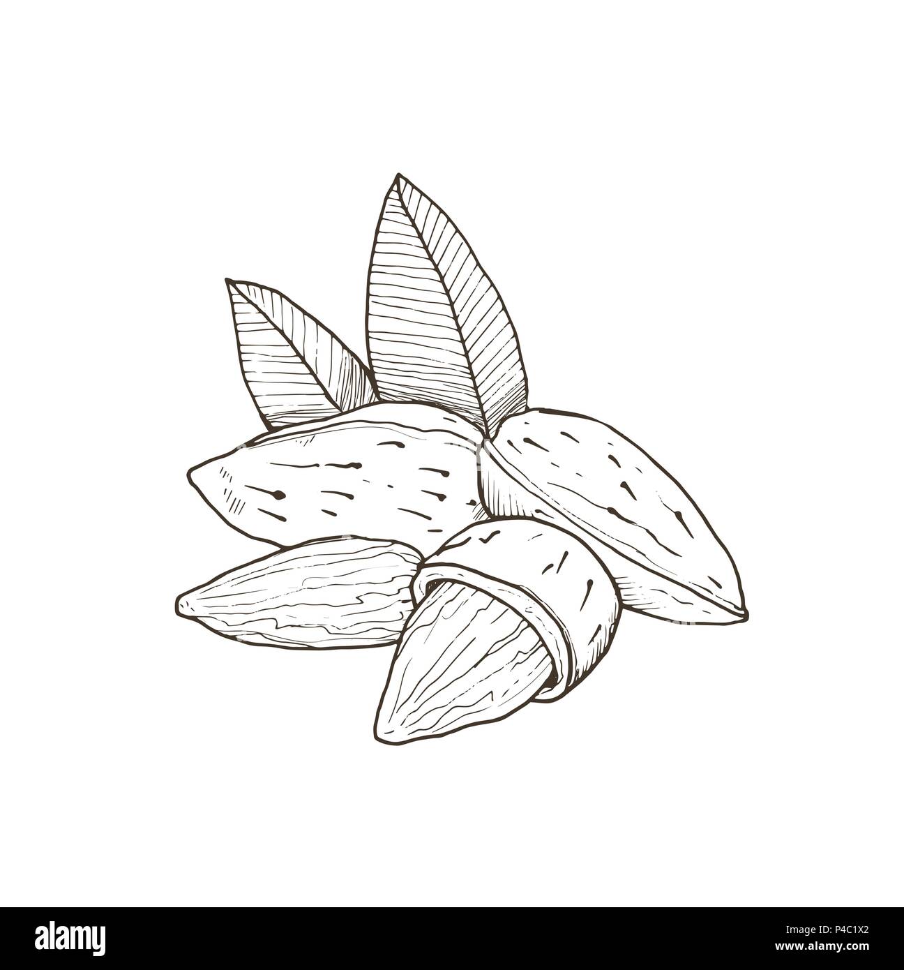 isolated vector nut Stock Vector Image & Art - Alamy