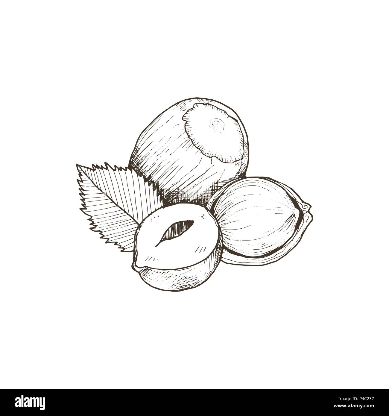 isolated vector nut Stock Vector Image & Art - Alamy