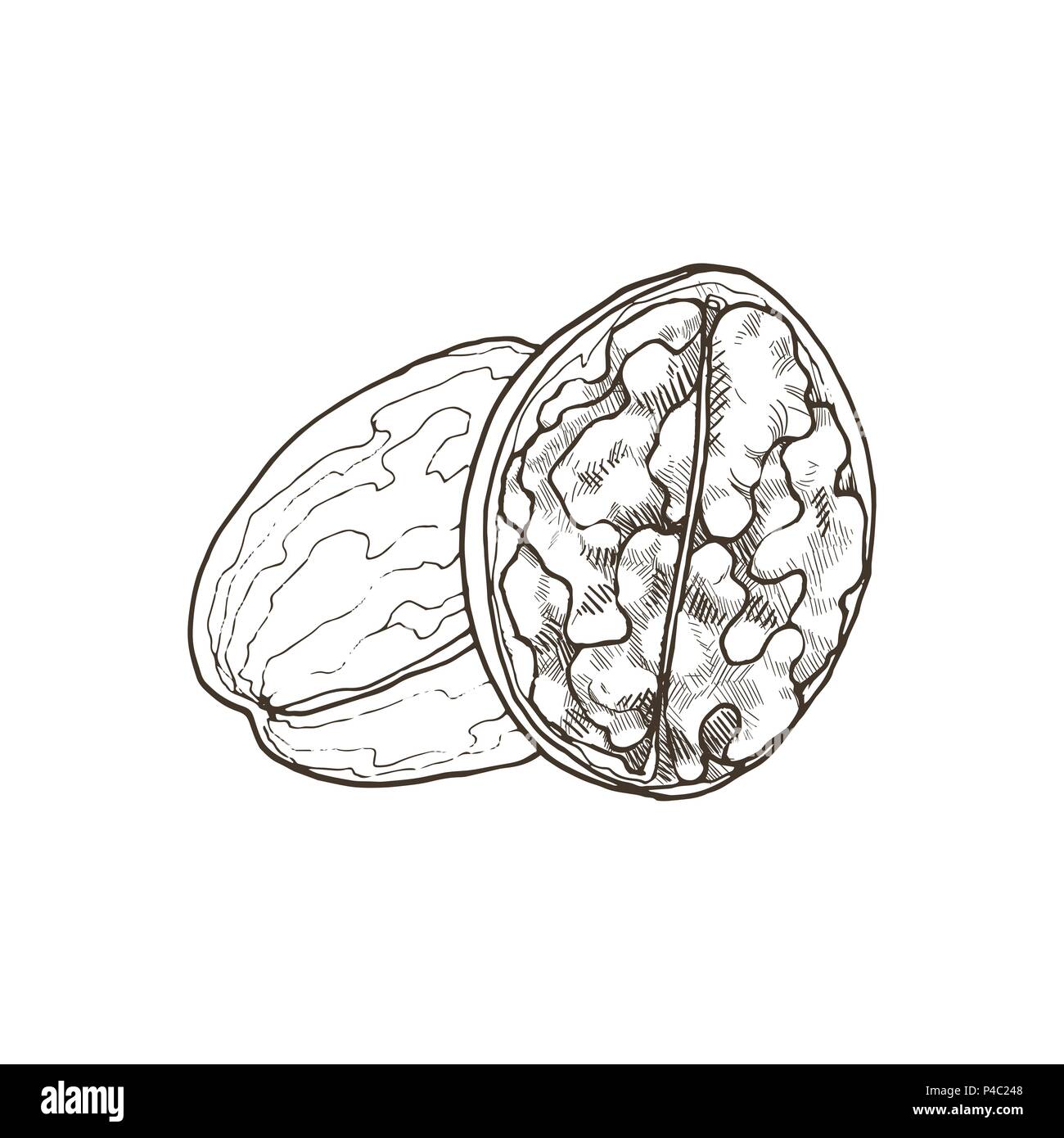 isolated vector nut Stock Vector Image & Art - Alamy