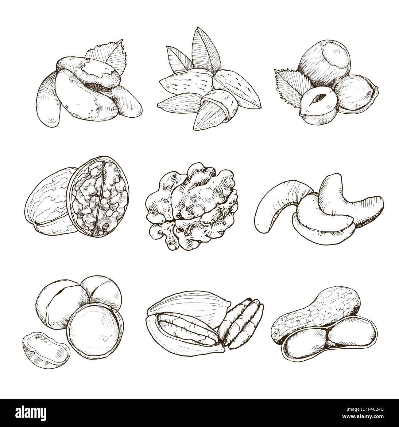 vector nuts set Stock Vector Image & Art - Alamy