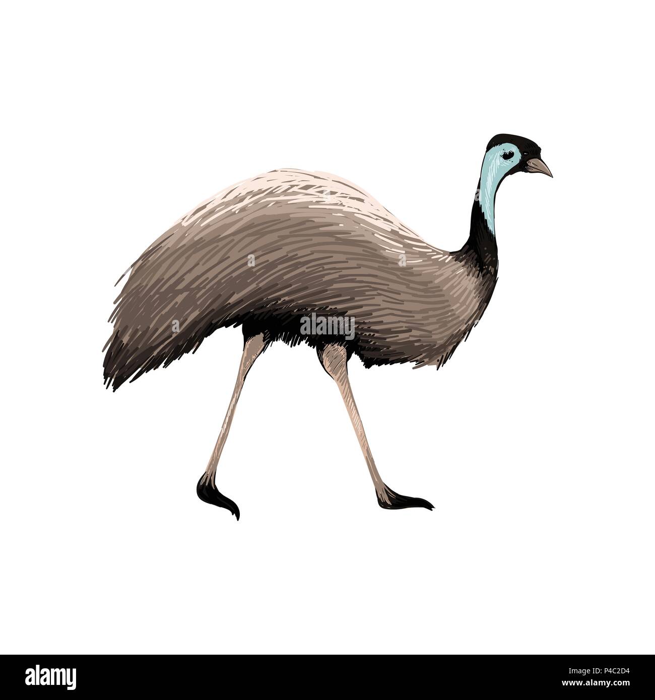 Australian vector animal Stock Vector Image & Art - Alamy