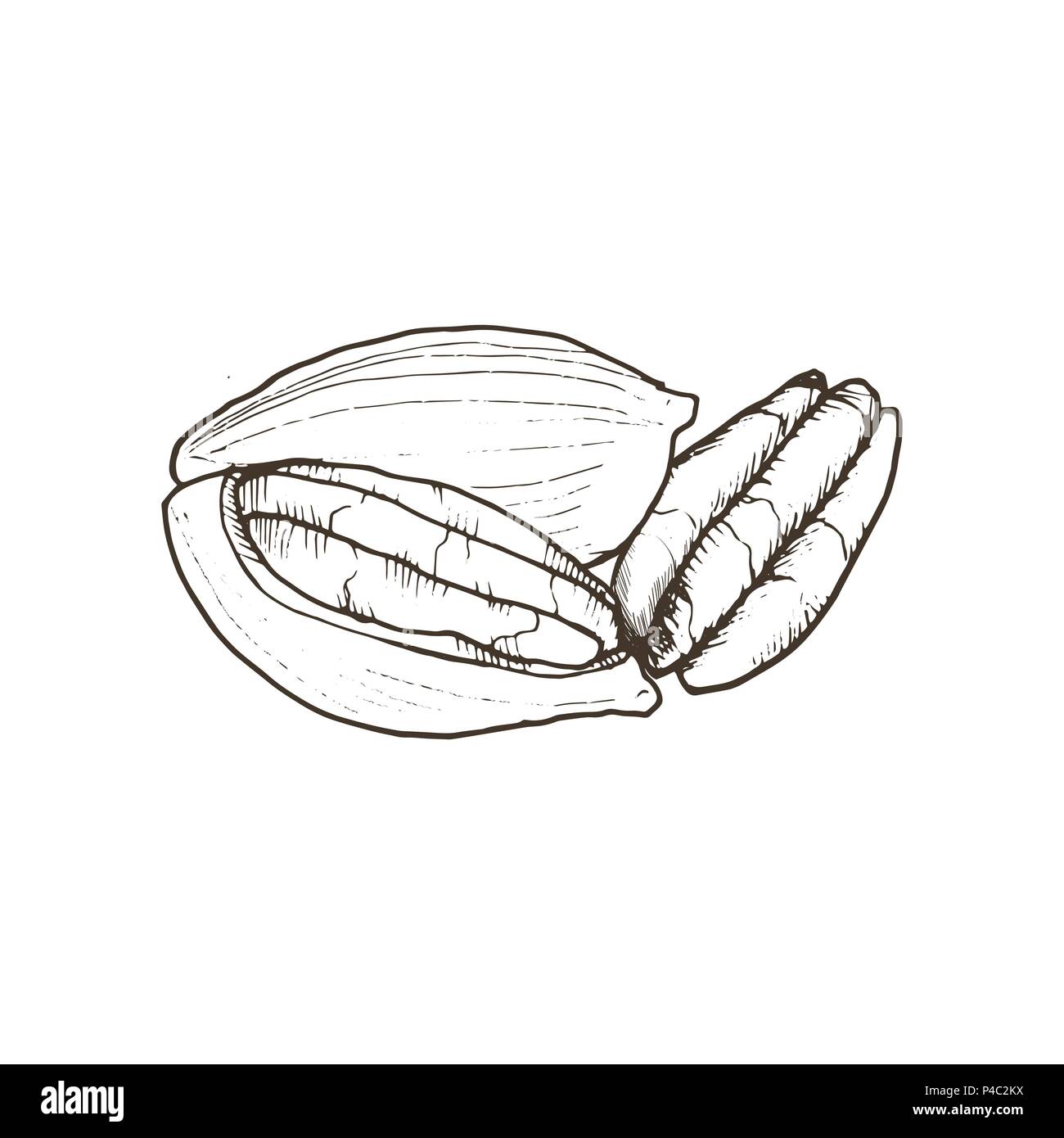 isolated vector nut Stock Vector Image & Art - Alamy