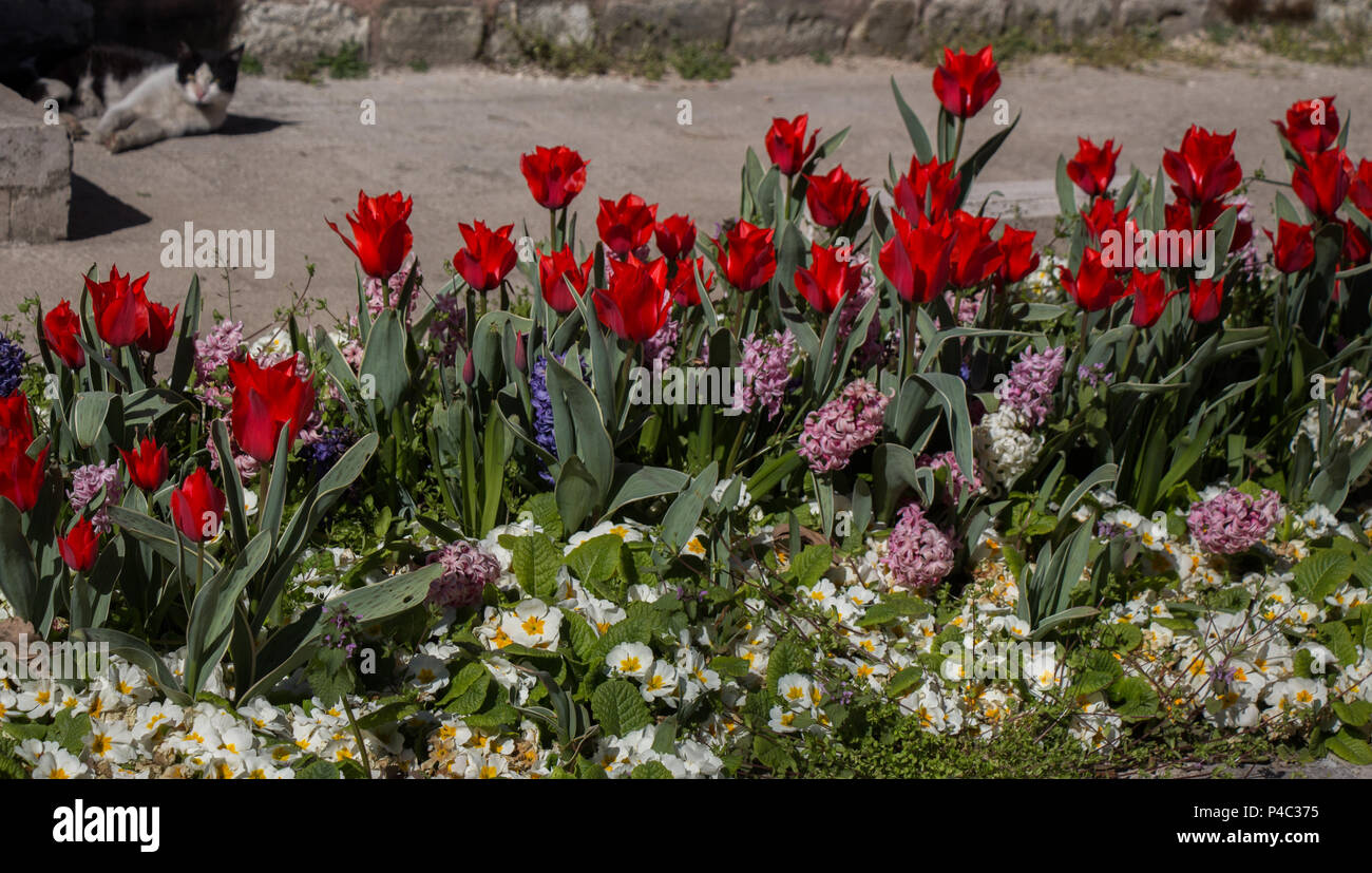 Red color Tulips Bloom in Spring in garden Stock Photo - Alamy