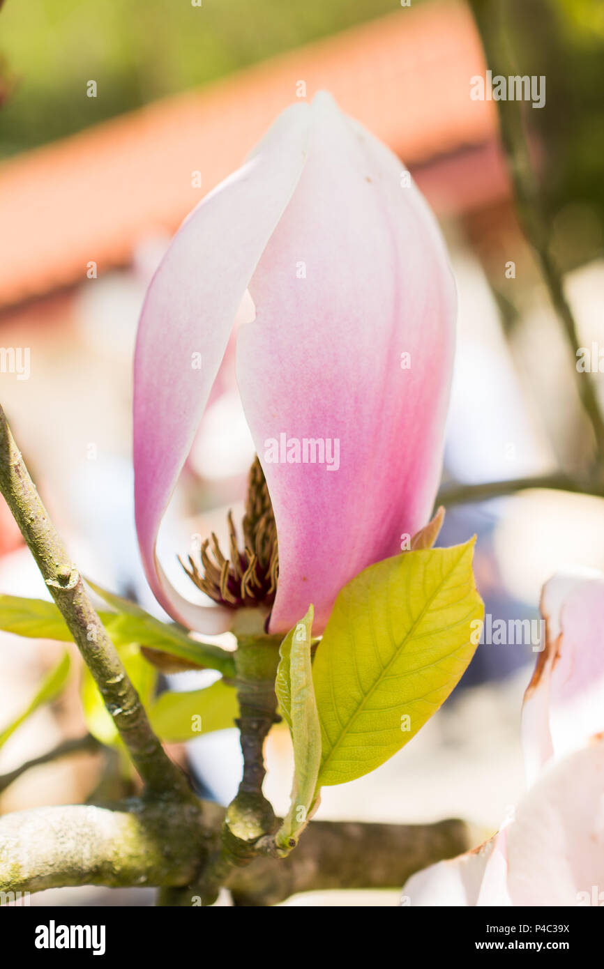 Tree bloom blossom beautiful flowers in spring season Stock Photo - Alamy