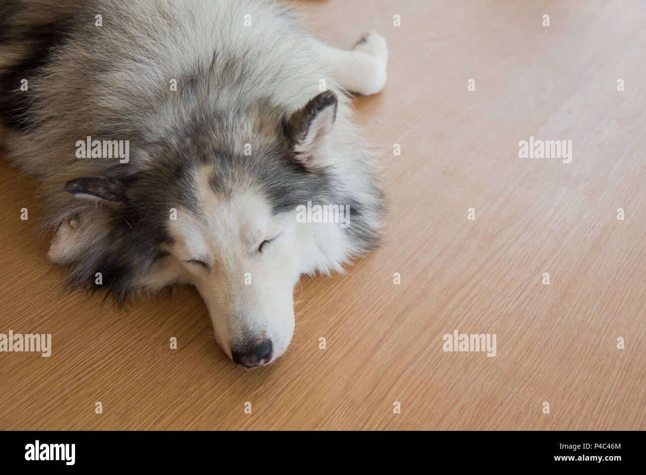 Siberian Husky, sleepy dog and lovely pet Stock Photo - Alamy