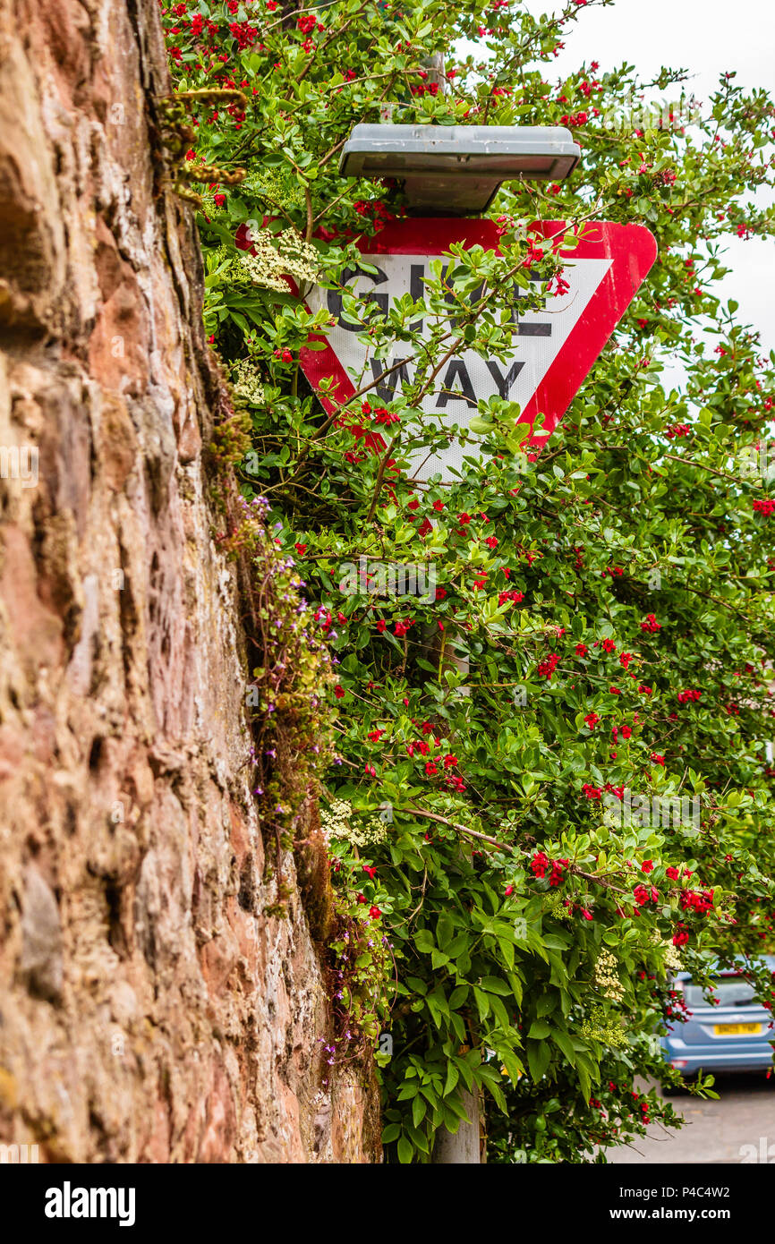 Overgrown Give Way road sign, in Bamburgh, Northumberland, UK. June ...