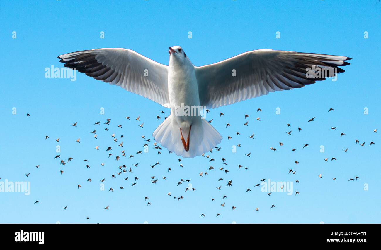 Flock seagulls spreading wings hi-res stock photography and images - Alamy
