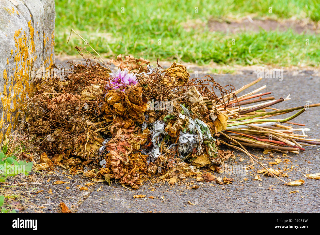 A bunch of dead flowers on the ground Stock Photo - Alamy