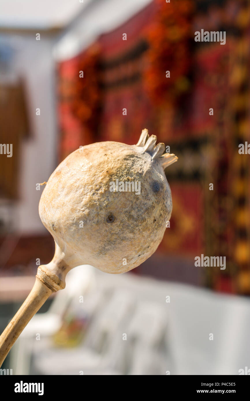 Single Dried poppy head seen in view Stock Photo - Alamy