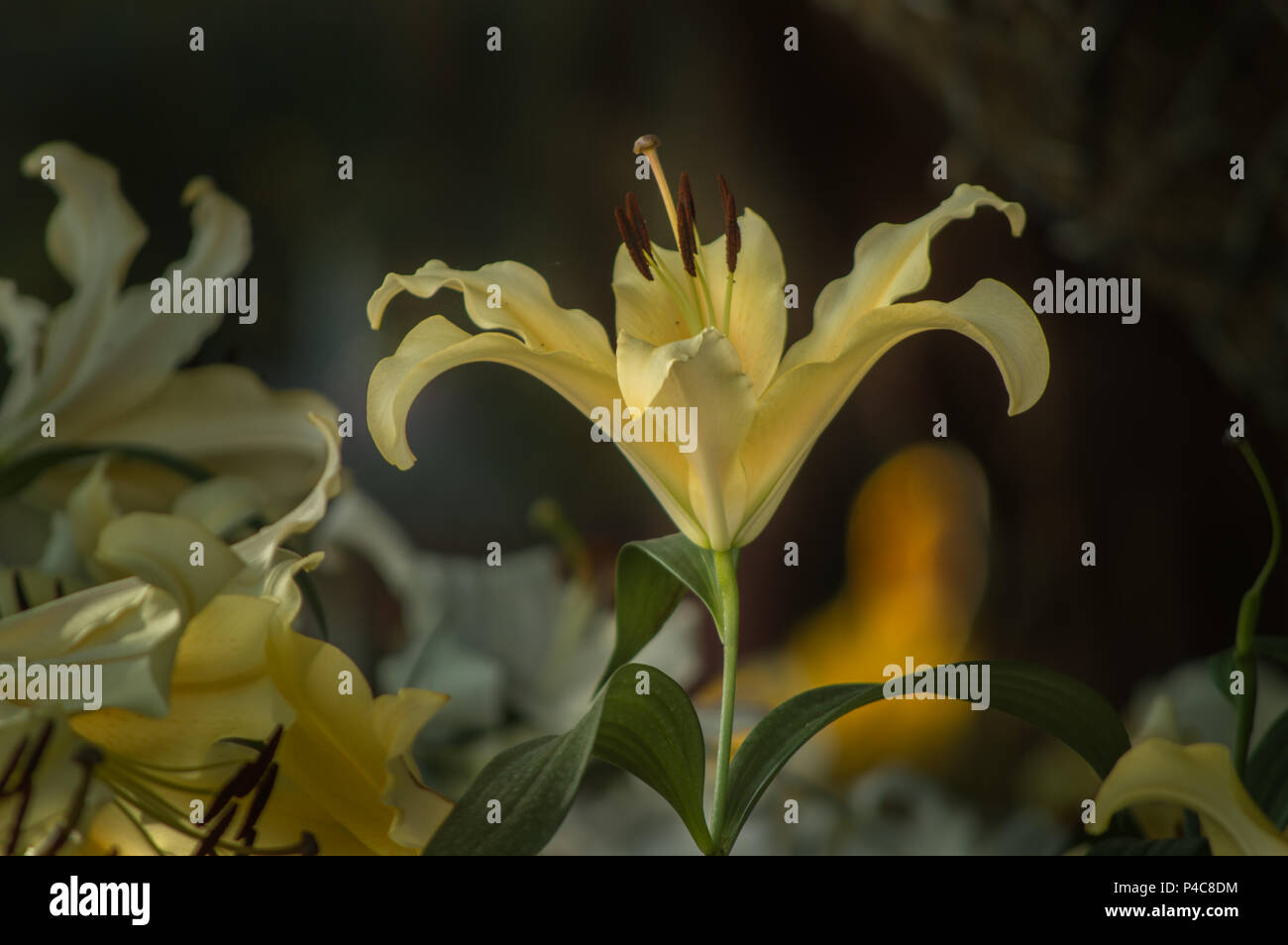 Beautiful lily hi-res stock photography and images - Alamy