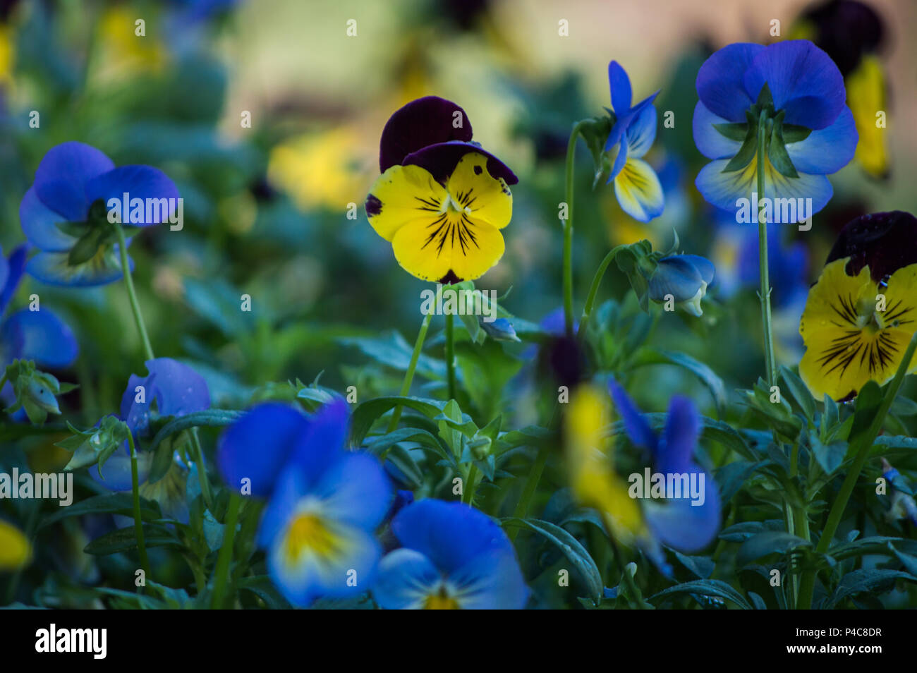 Pancy hi-res stock photography and images - Alamy