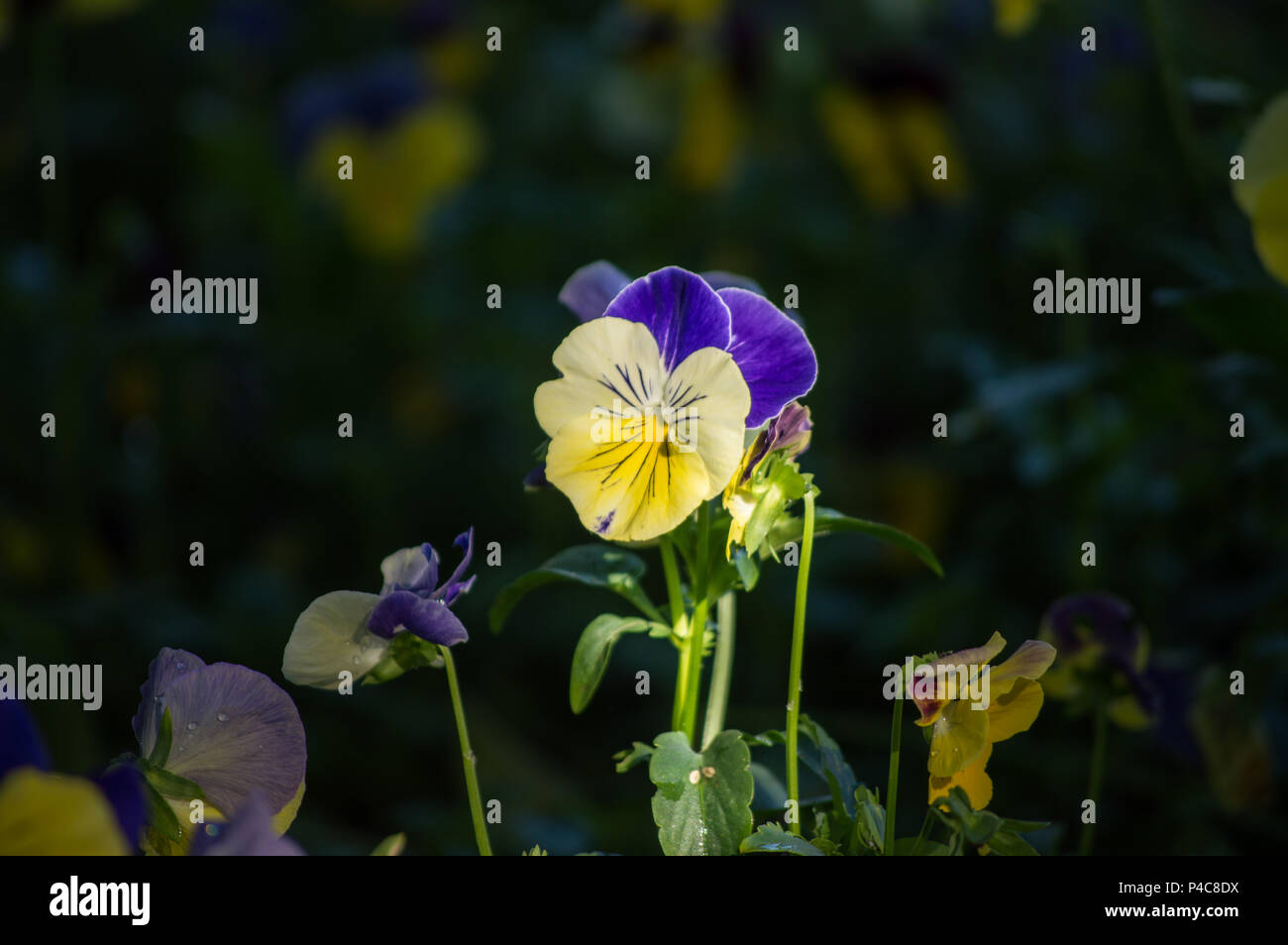 Pancy hi-res stock photography and images - Alamy
