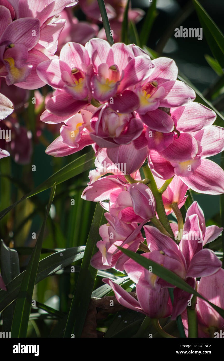 Pink orchids blue sky green hi-res stock photography and images - Alamy