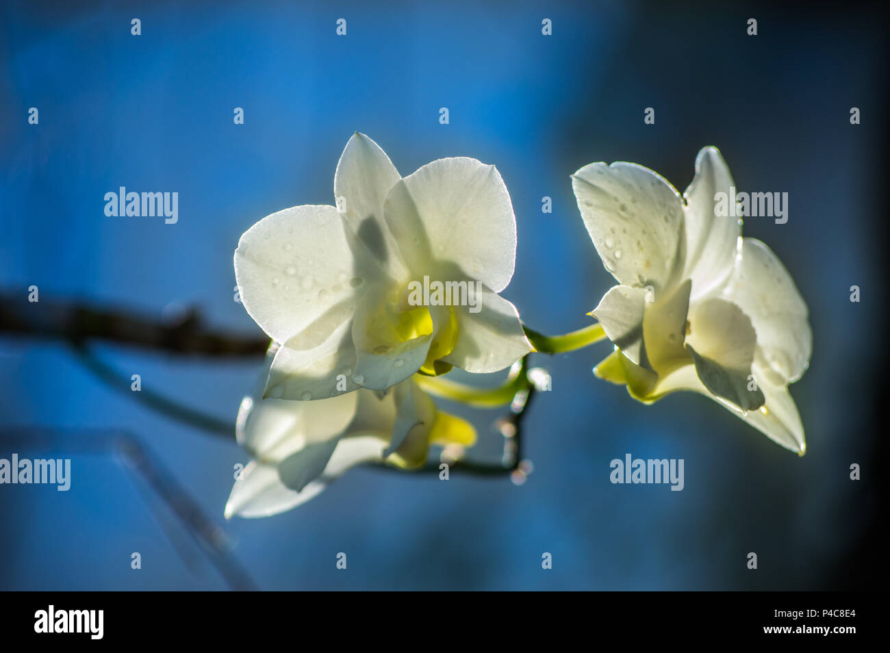 The Orchid are blooming with blue sky background Stock Photo - Alamy