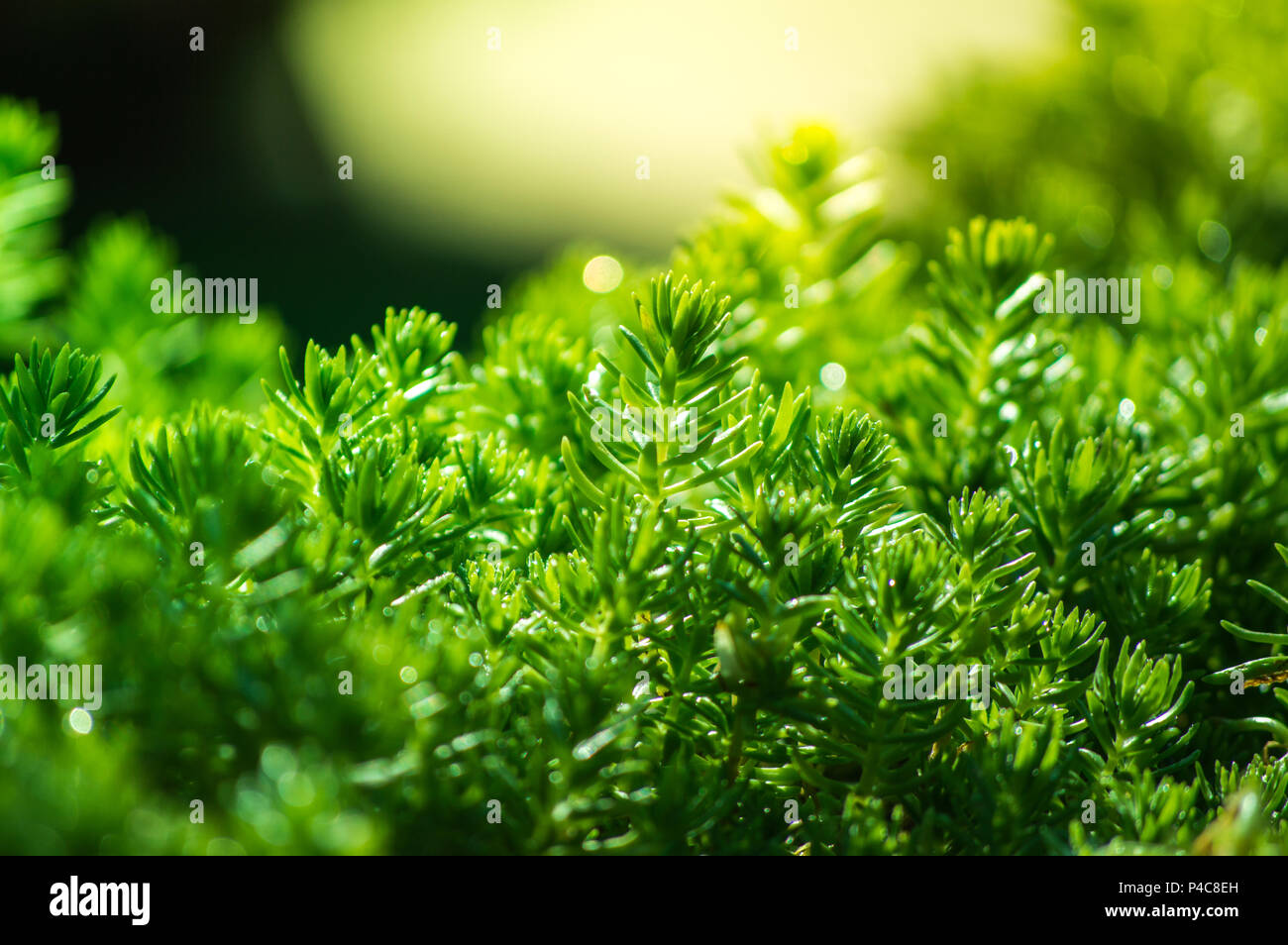 Close-up of gold moss sedum Stock Photo - Alamy