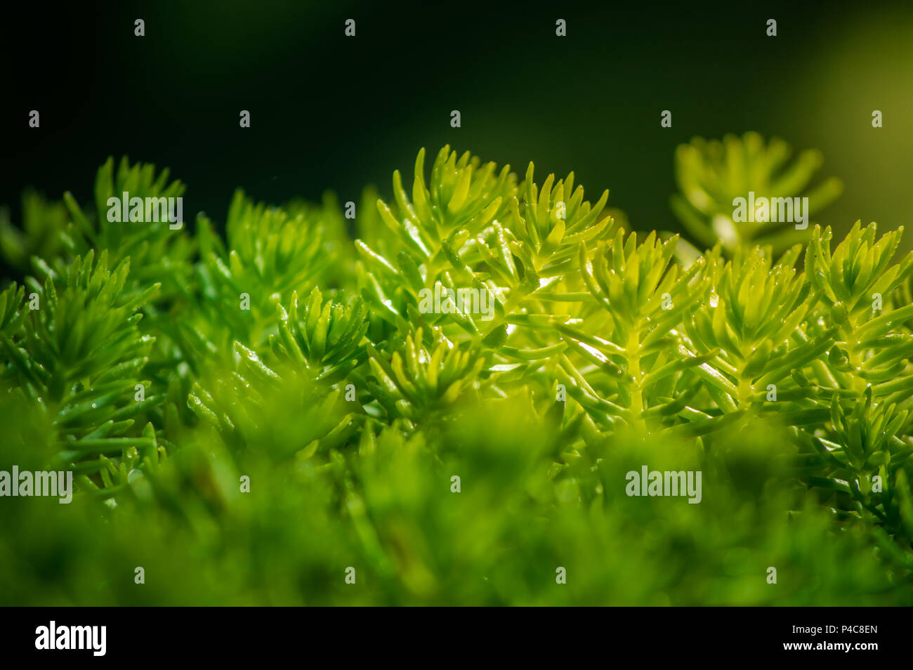 Close-up of gold moss sedum Stock Photo - Alamy