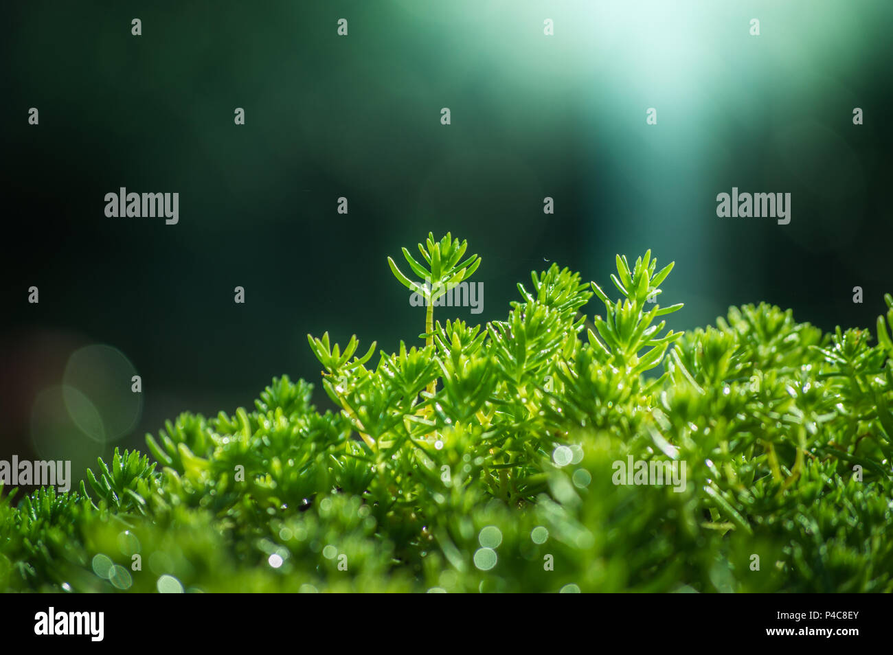 Close-up of gold moss sedum Stock Photo - Alamy