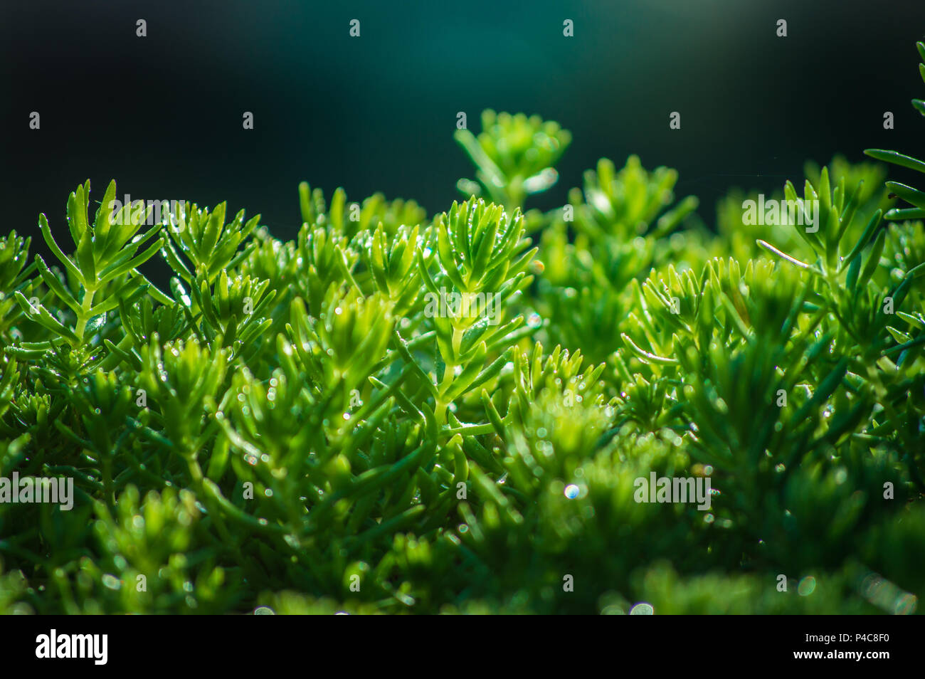 Close-up of gold moss sedum Stock Photo - Alamy