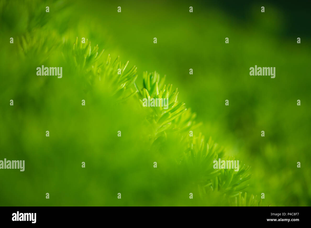 Close-up of gold moss sedum Stock Photo - Alamy