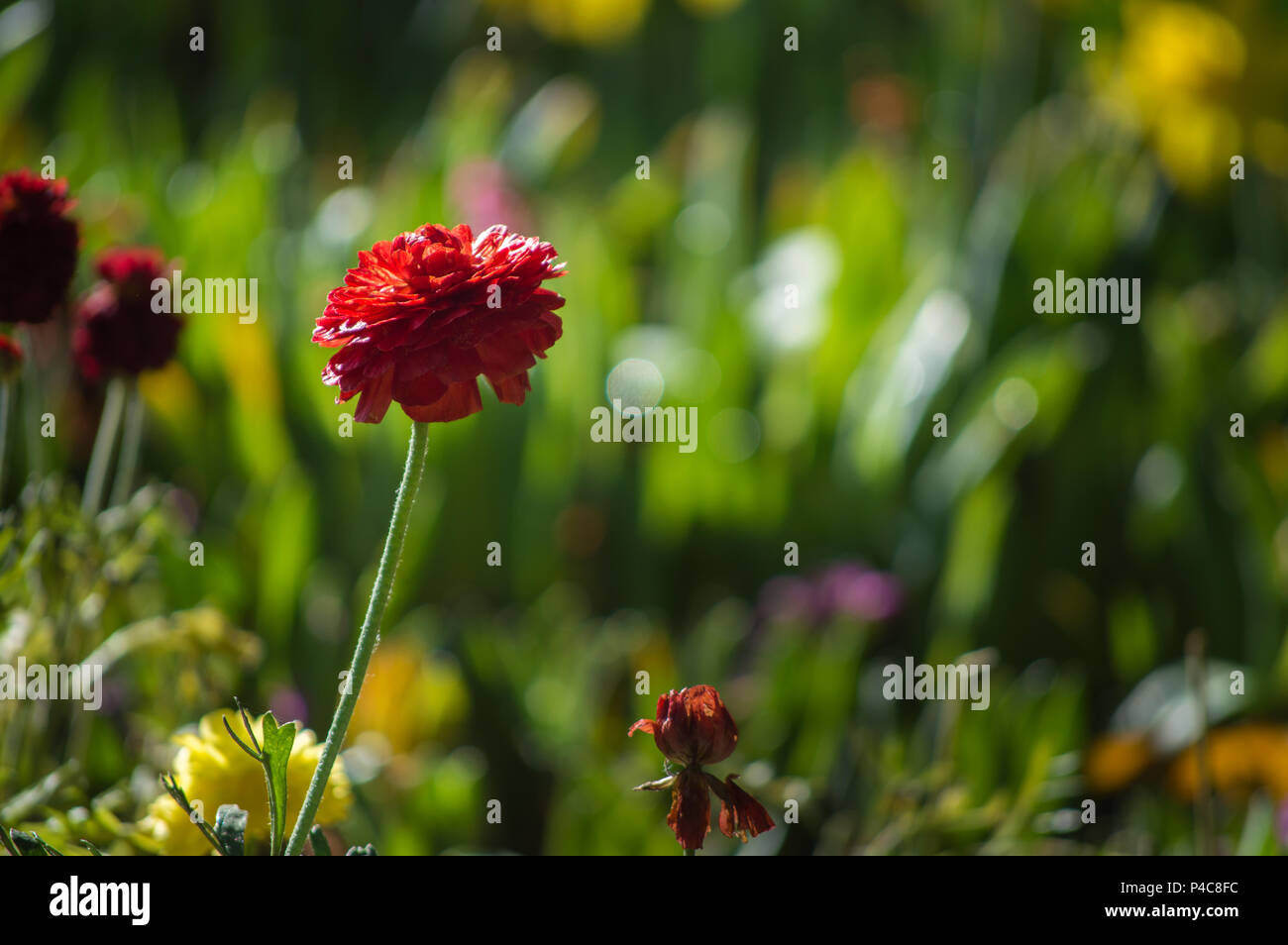 Dark pink ranunculus hi-res stock photography and images - Alamy