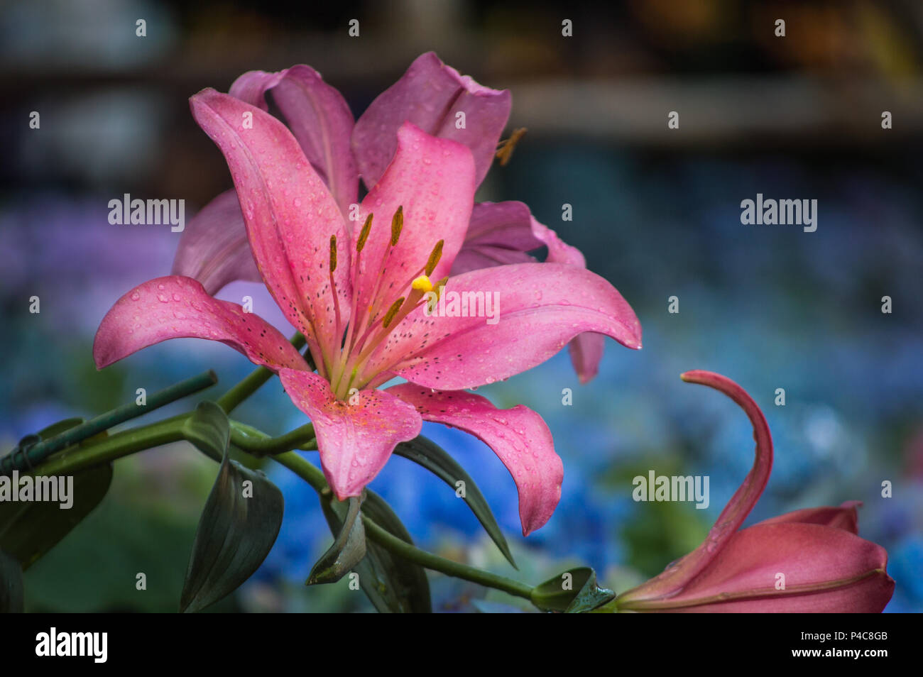 Beautiful lily hi-res stock photography and images - Alamy
