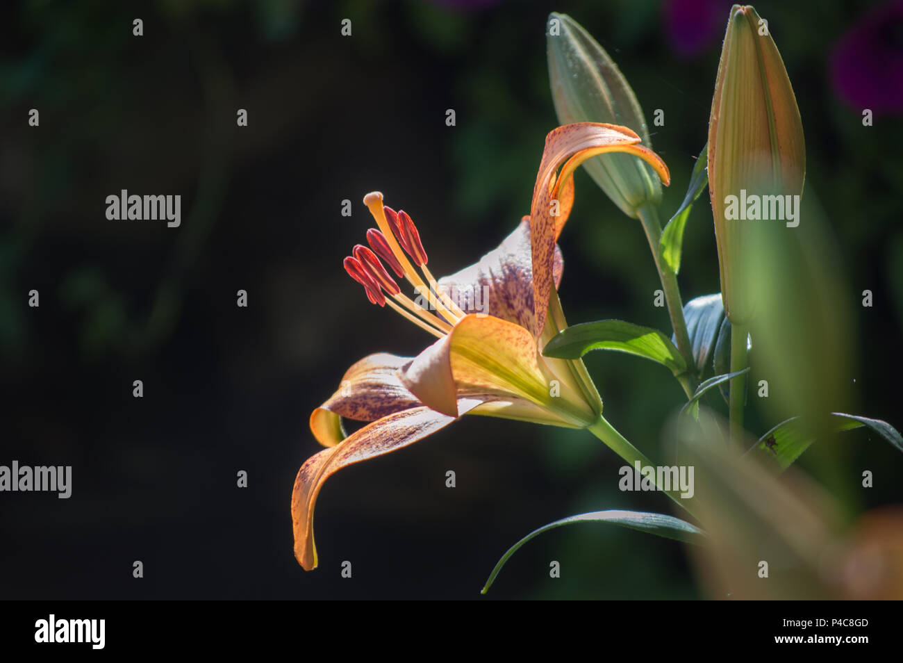 Beautiful garden lily flowers in hi-res stock photography and images ...