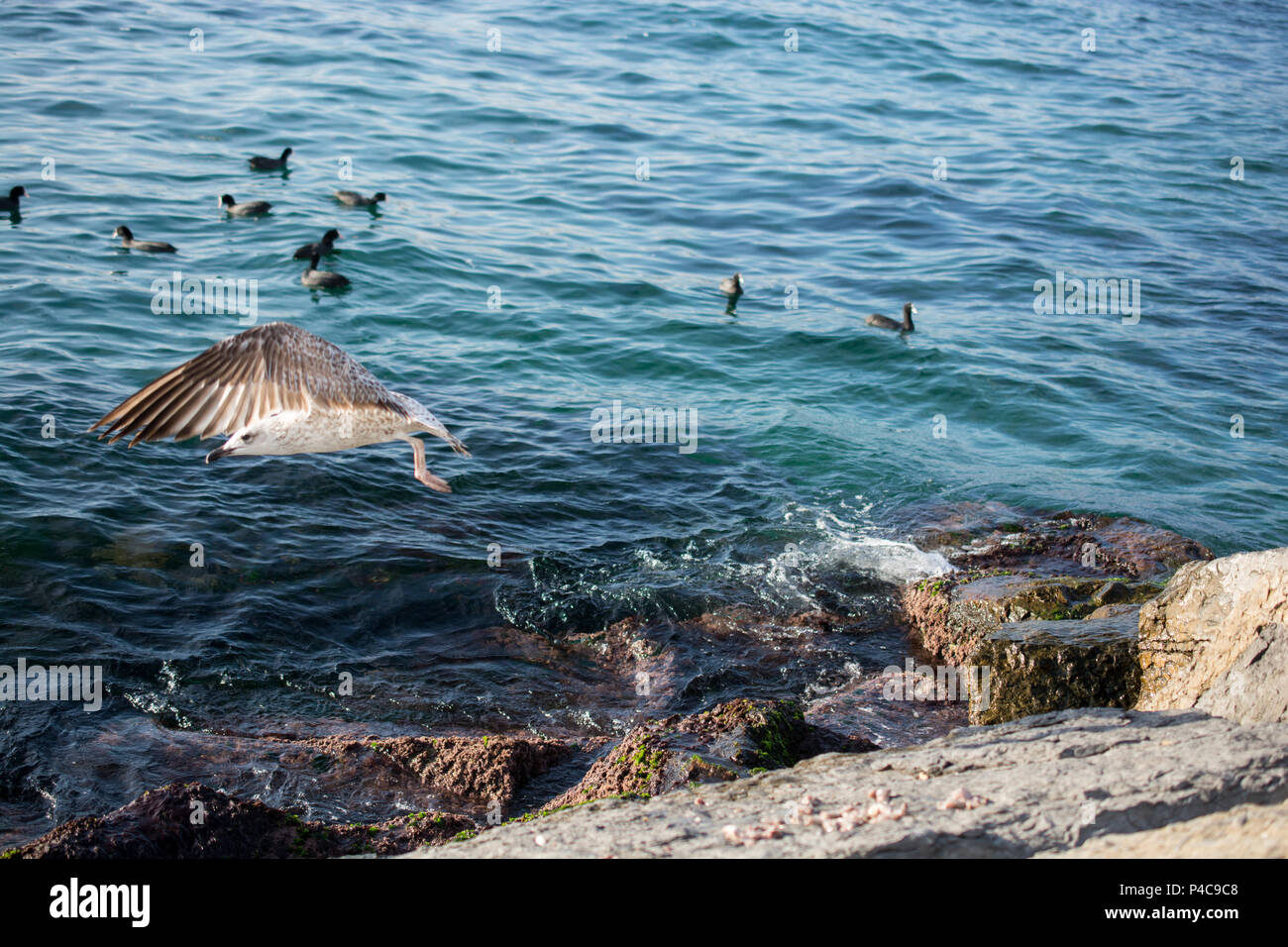 Flock of birds on water with water surface background Stock Photo - Alamy