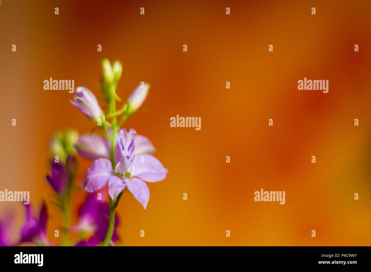 a bouquet of bright spring flowers of various types Stock Photo - Alamy