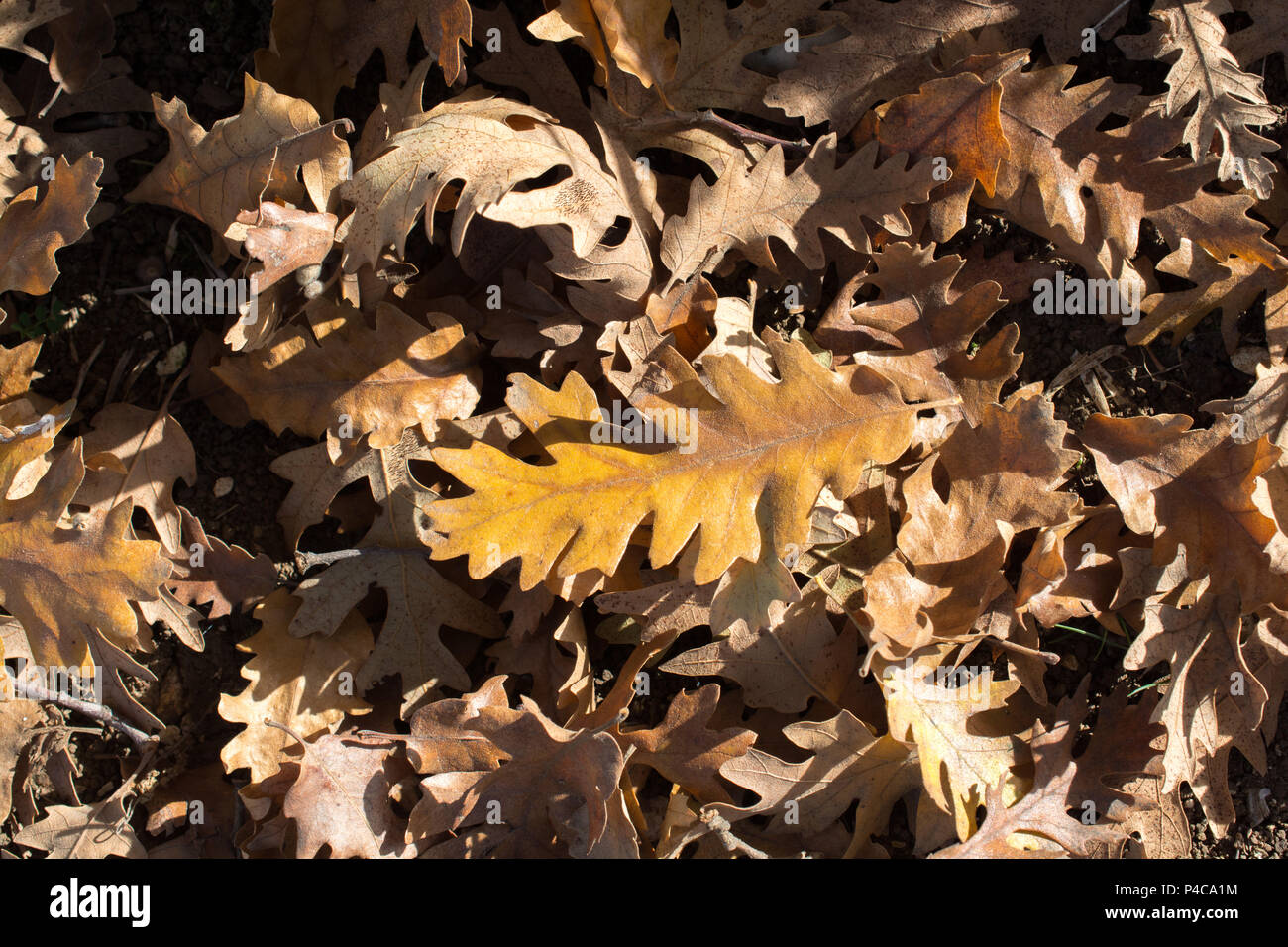 Texture background of autumn season with leaves Stock Photo - Alamy