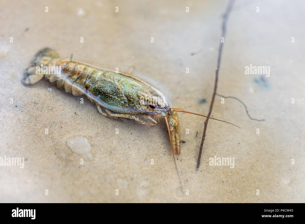 Crayfish lying at sand shore under clear water. Crawfish on river or ...