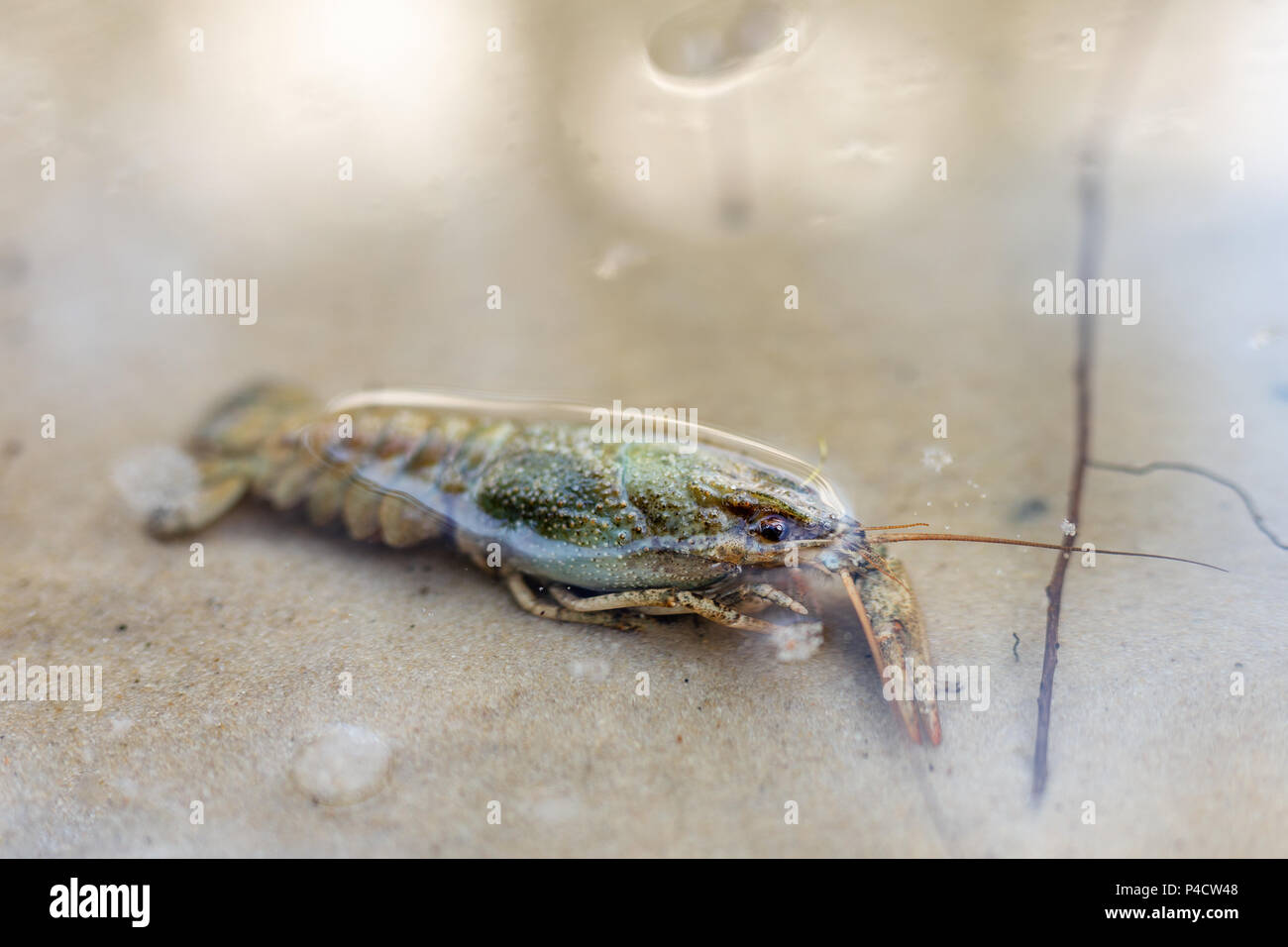 Crawfish underwater hi-res stock photography and images - Alamy
