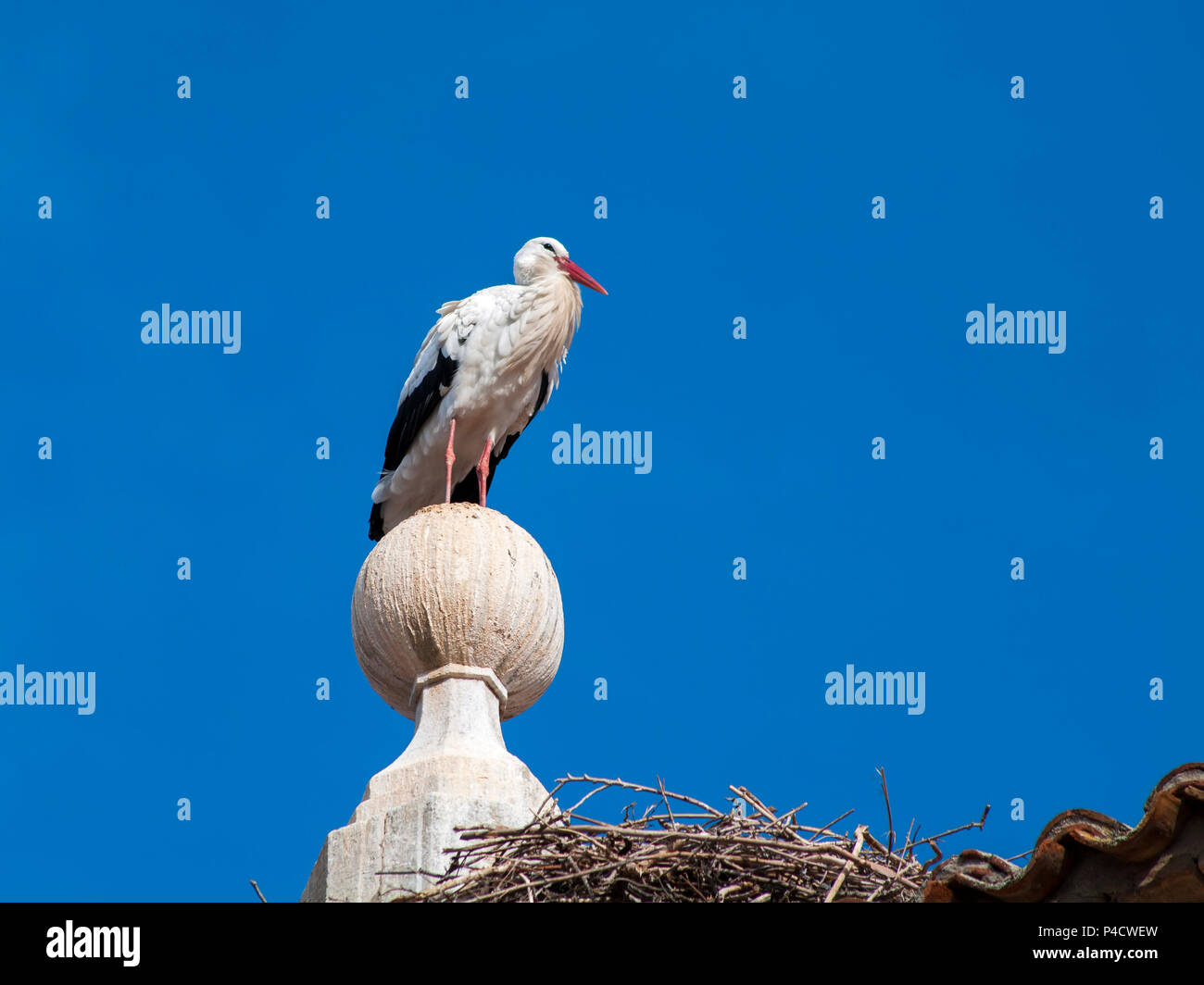 Cigüeña torre de nido hi-res stock photography and images - Alamy