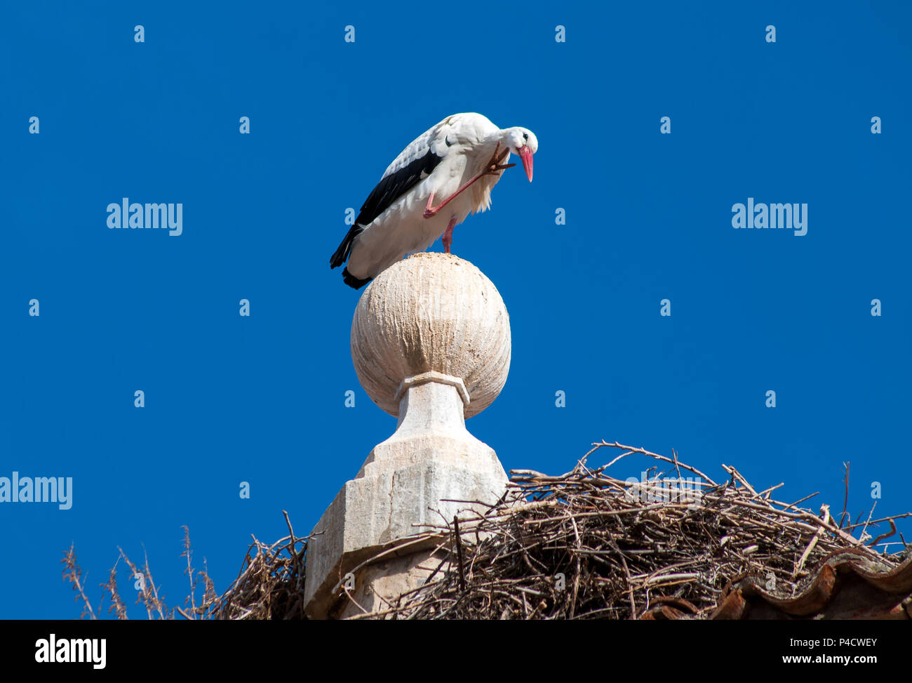 Cigüeña torre de nido hi-res stock photography and images - Alamy