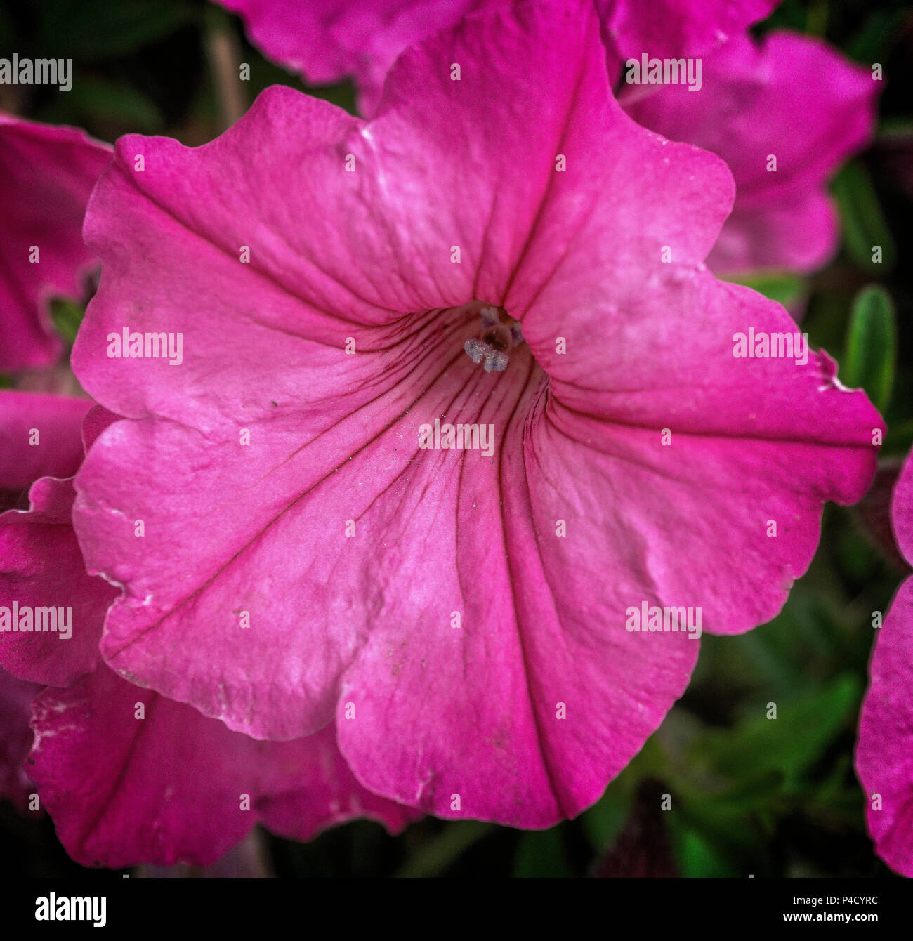 One petunia hi-res stock photography and images - Alamy