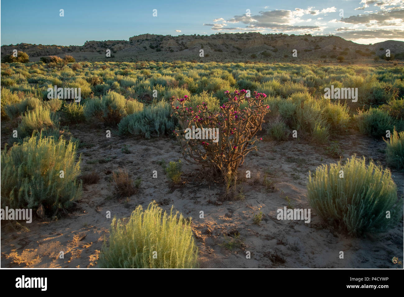 Tree Cholla and Sand Sagebrush, Ojito Wilderness, New Mexico, USA Stock ...